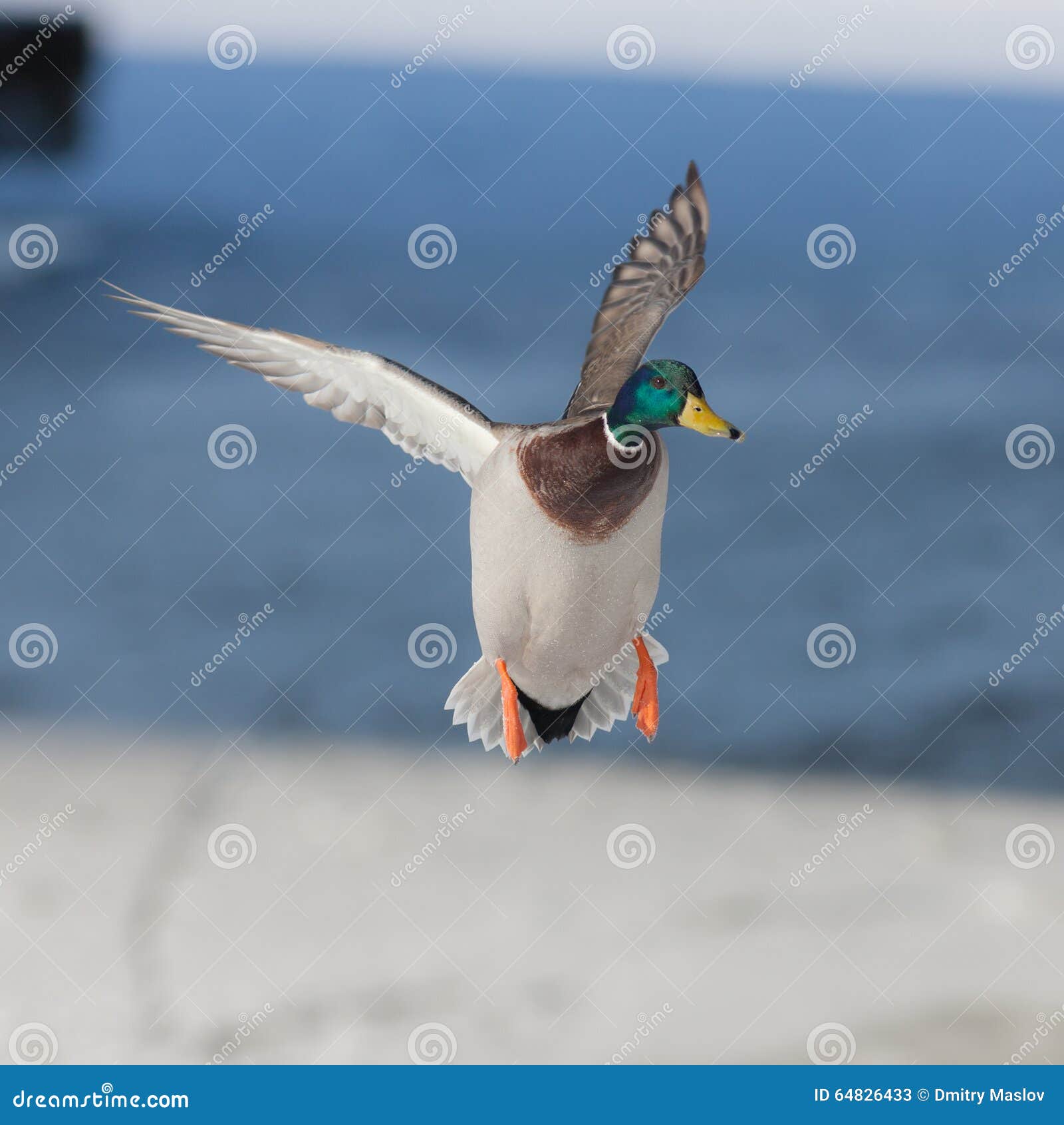 Ente im Flug stockbild. Bild von flug, schnee, flügel - 64826433