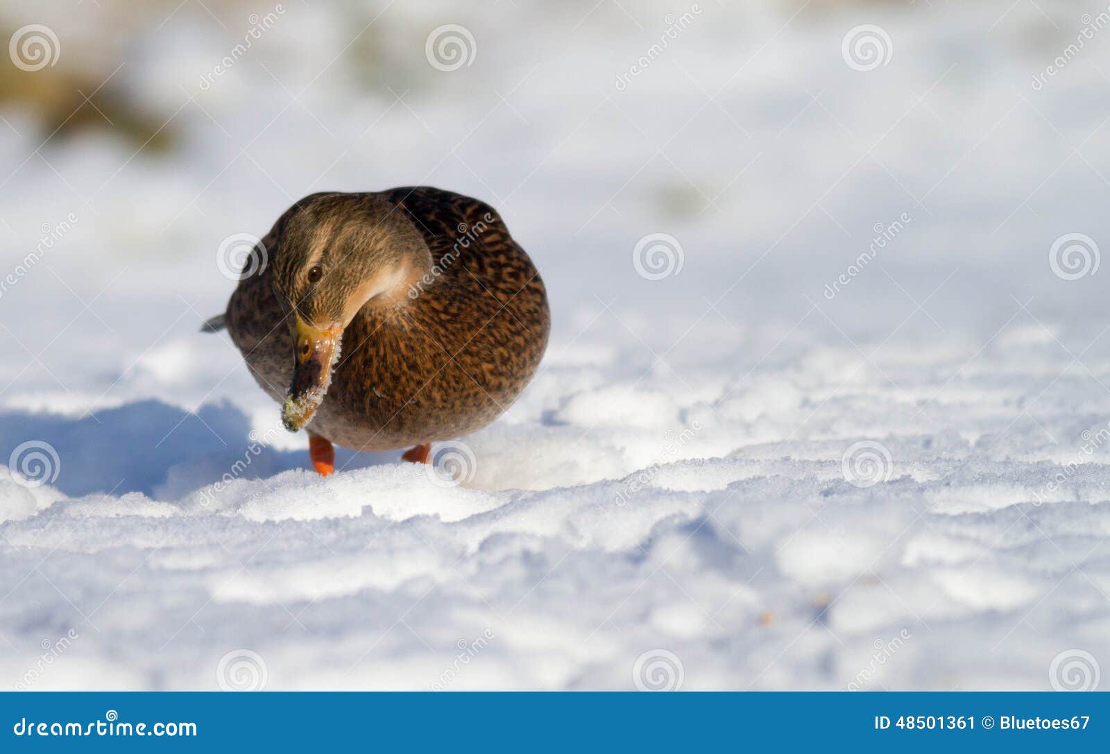 Ente im Schnee stockbild. Bild von ente, möve, anwendung - 48501361