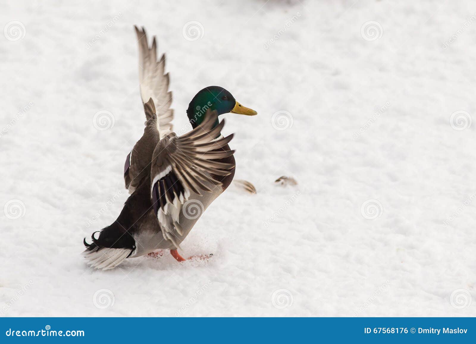 Ente im Winter stockfoto. Bild von schnee, tageslicht - 67568176