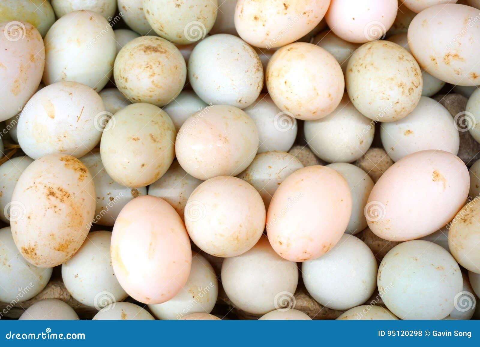 Ente ` s Eier im Bauernhof stockfoto. Bild von diät, karosserie - 95120298