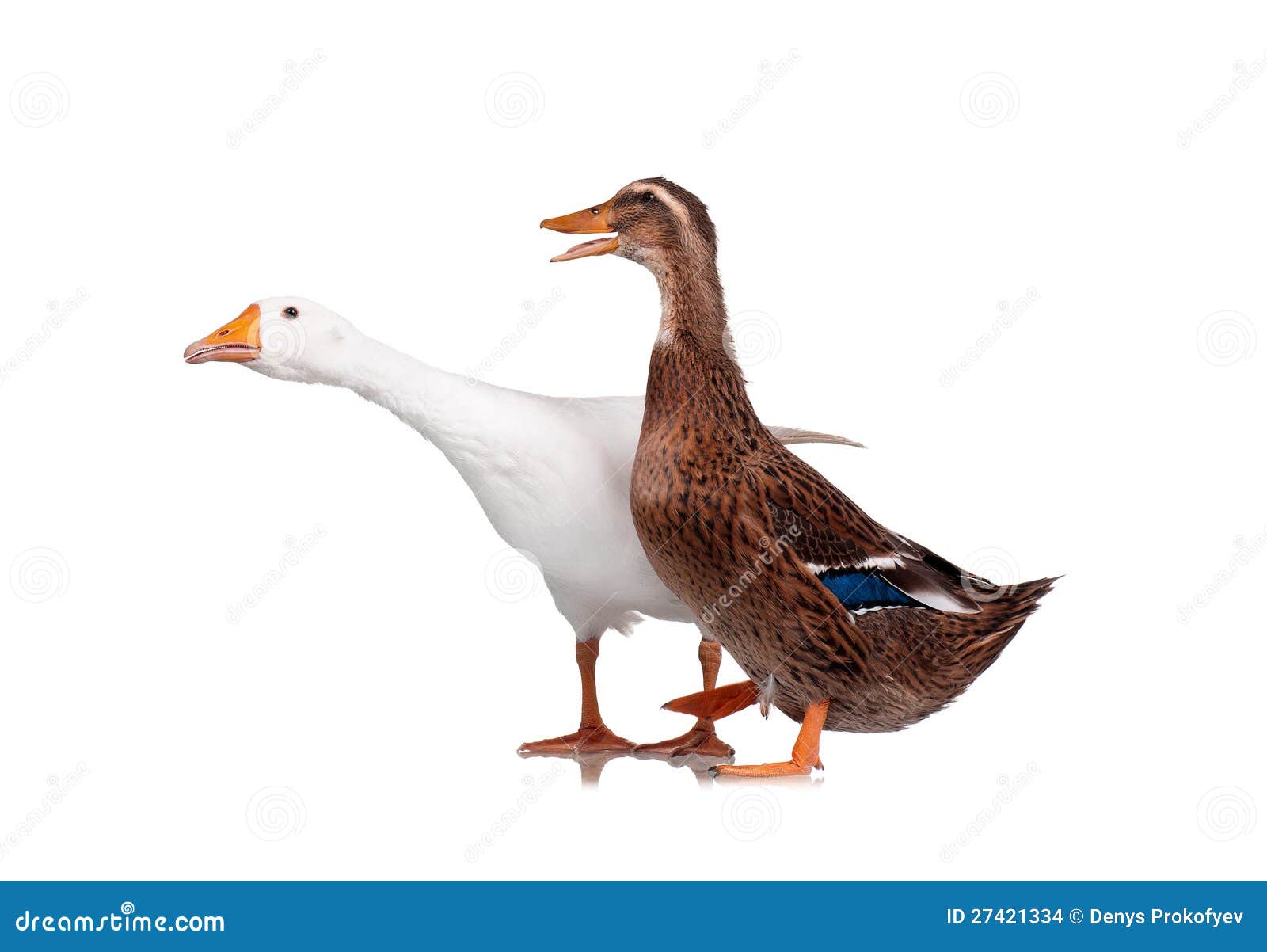 Ente und Gans stockfoto. Bild von pelz, paar, bauernhof - 27421334