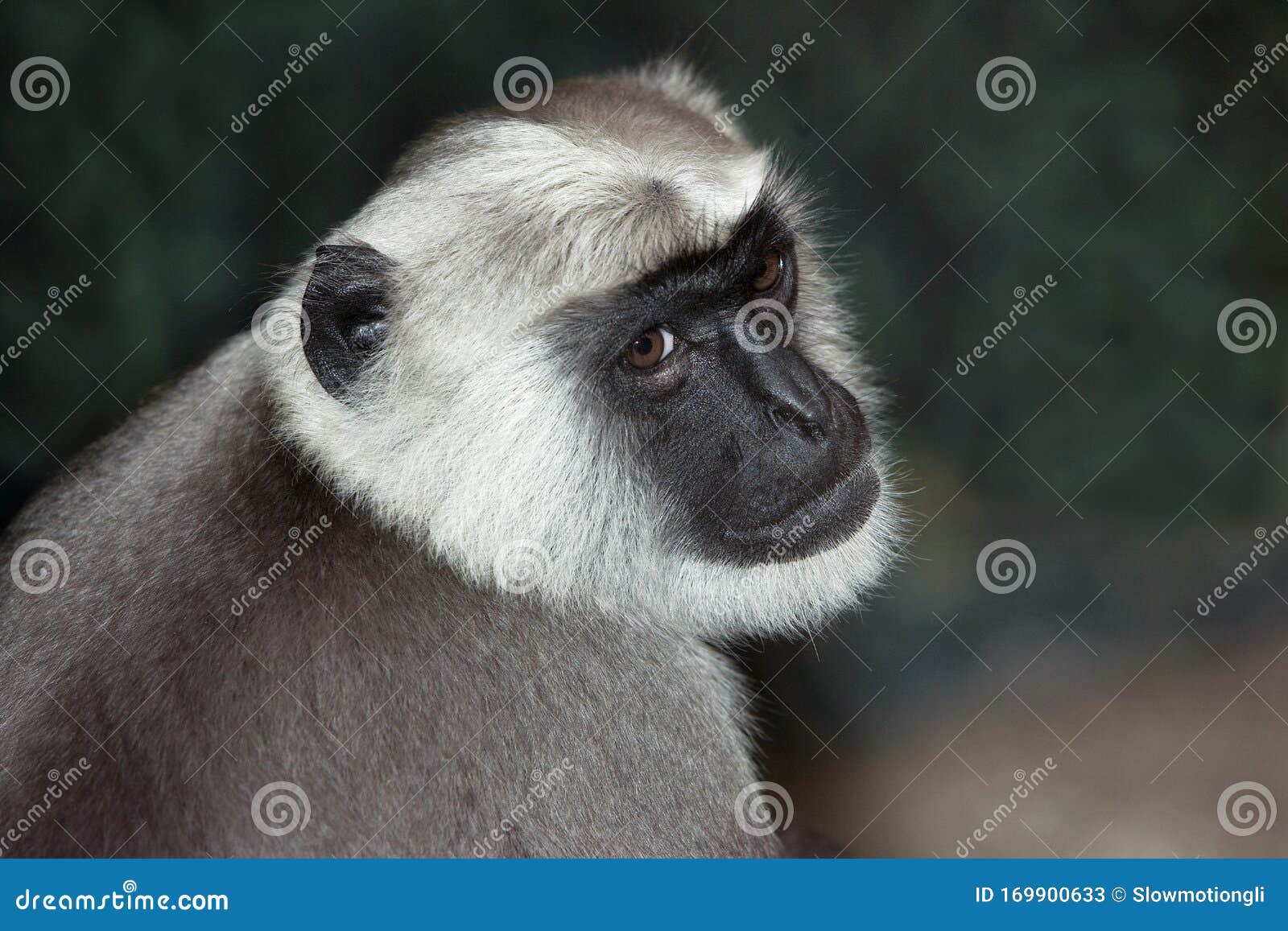 ENTELLE Semnopithecus Entellus Stock Image - Image of hanuman, mammal ...