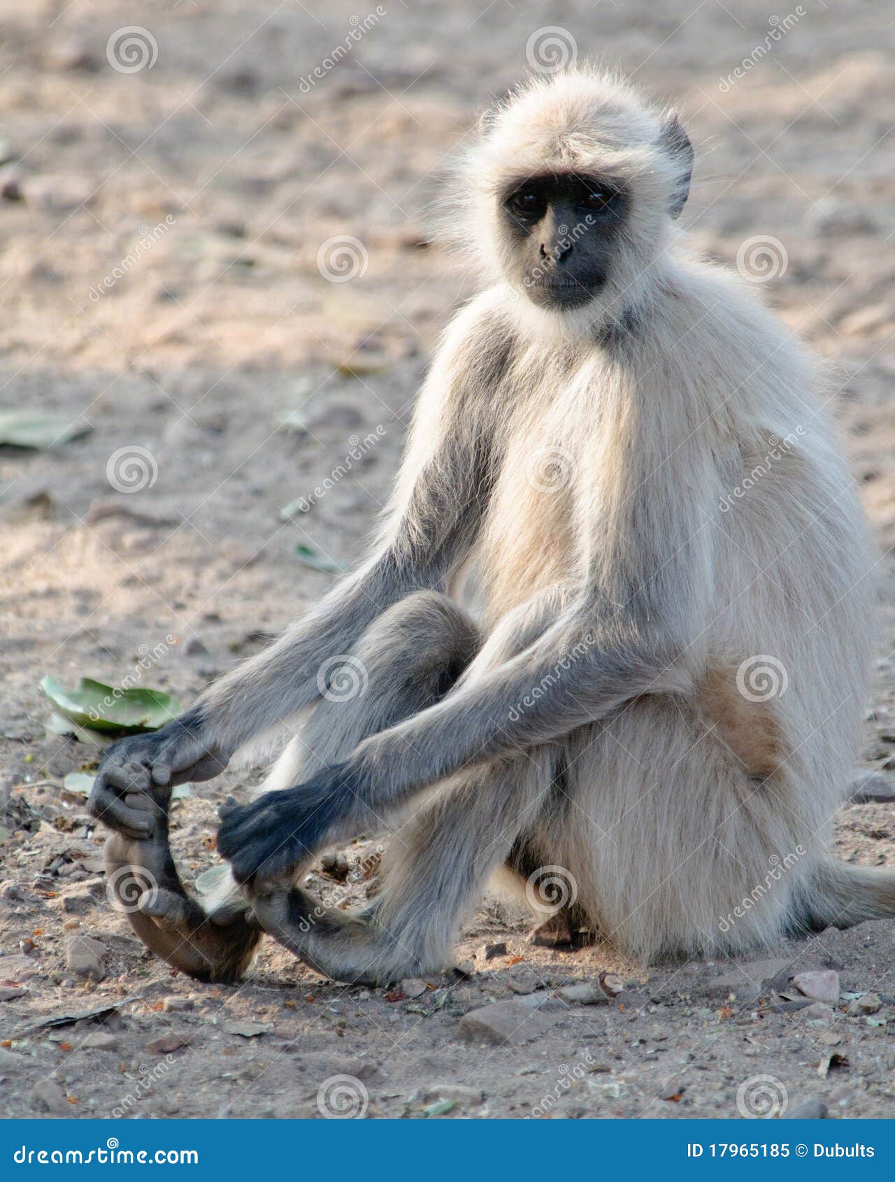 Entellus De Semnopithecus Del Langur De Hanuman Imagen de archivo ...