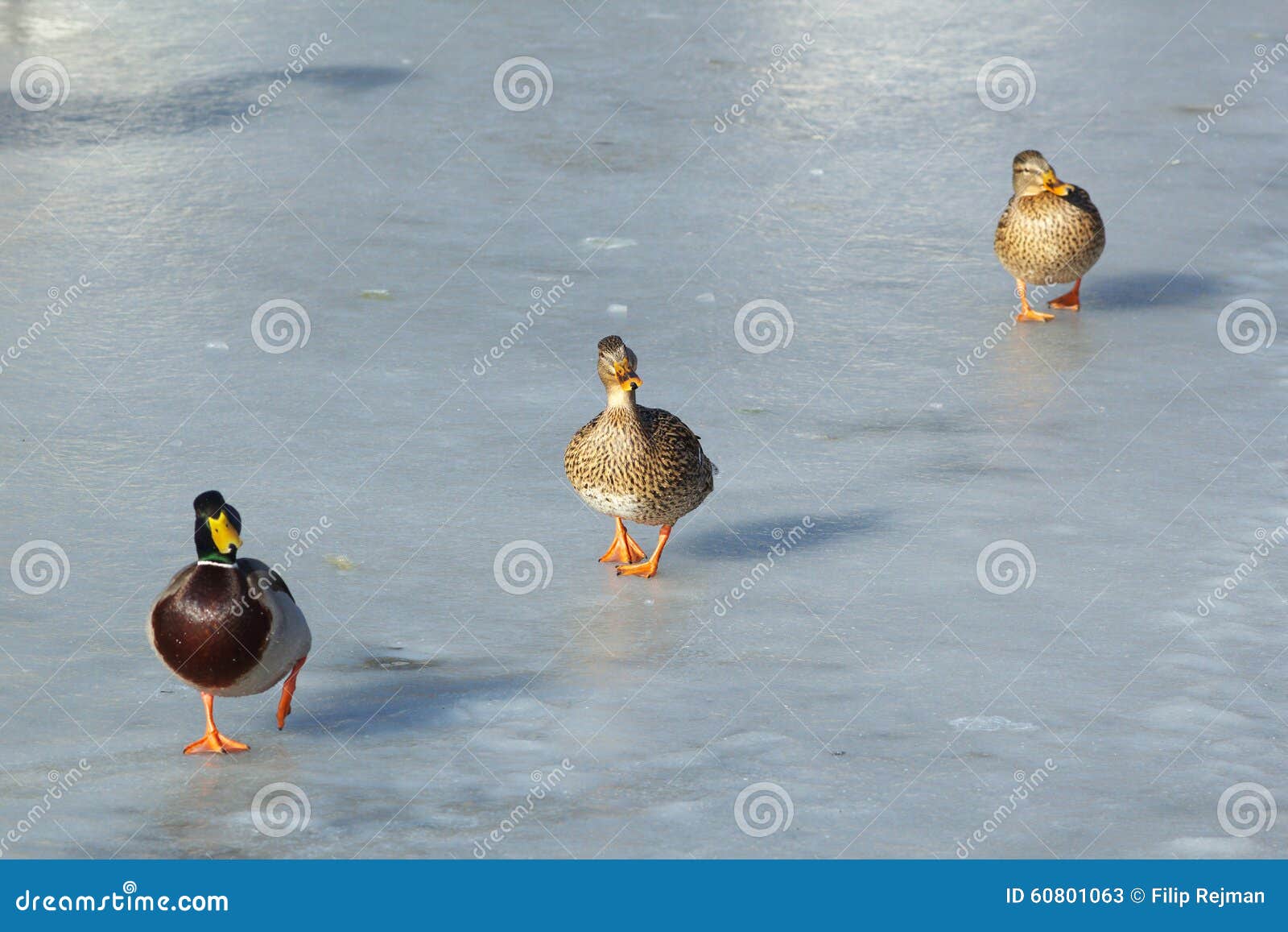 Enten stockbild. Bild von drei, gehen, nave, gruppe, frech - 60801063