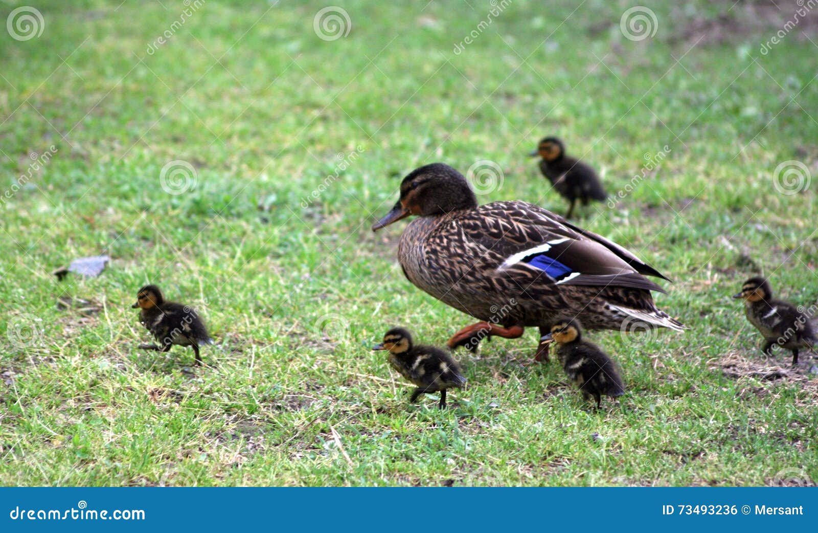 Enten stockfoto. Bild von enten - 73493236