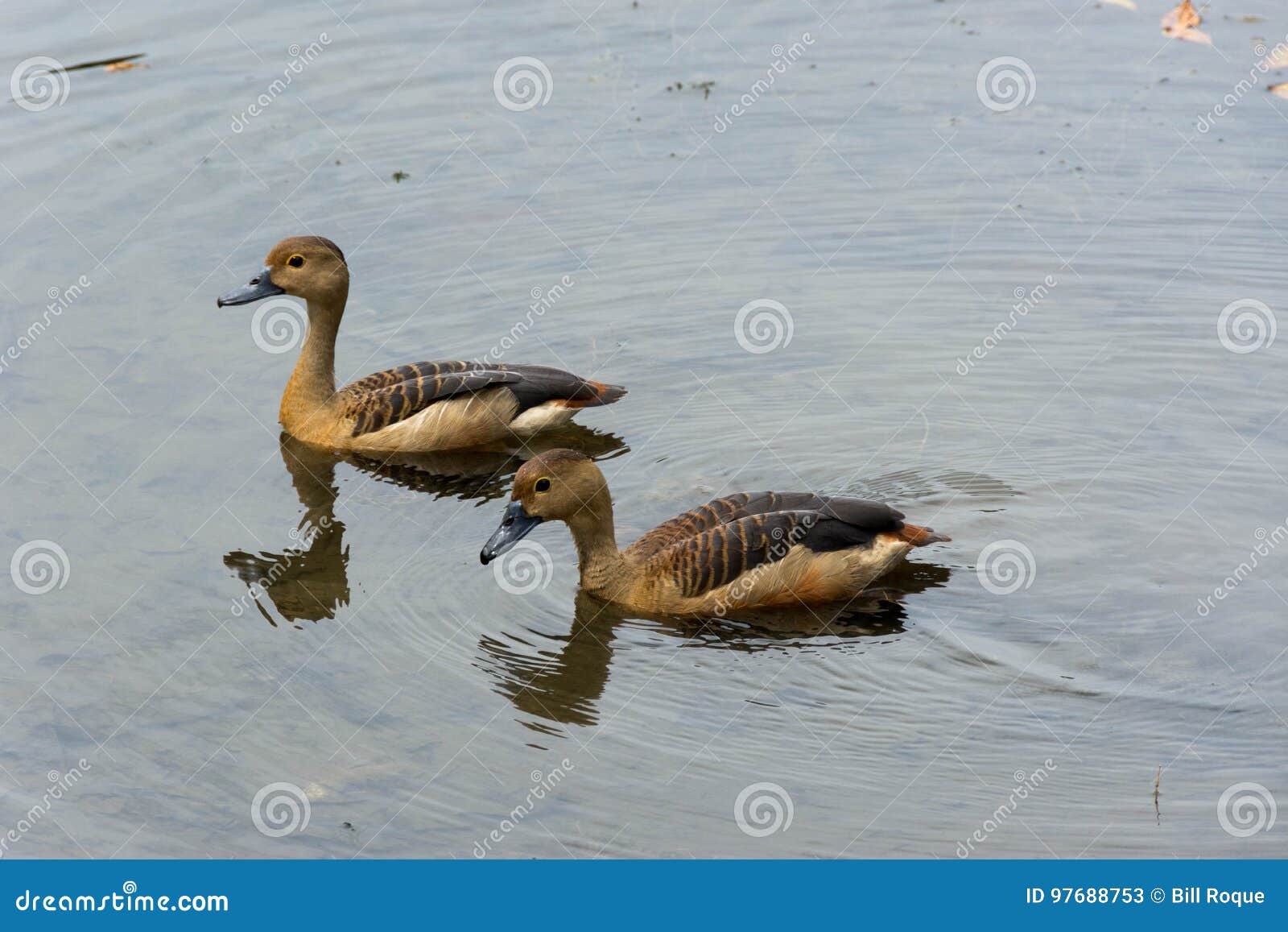 Enten, Die in Einem See Schwimmen Stockbild - Bild von nahaufnahme ...