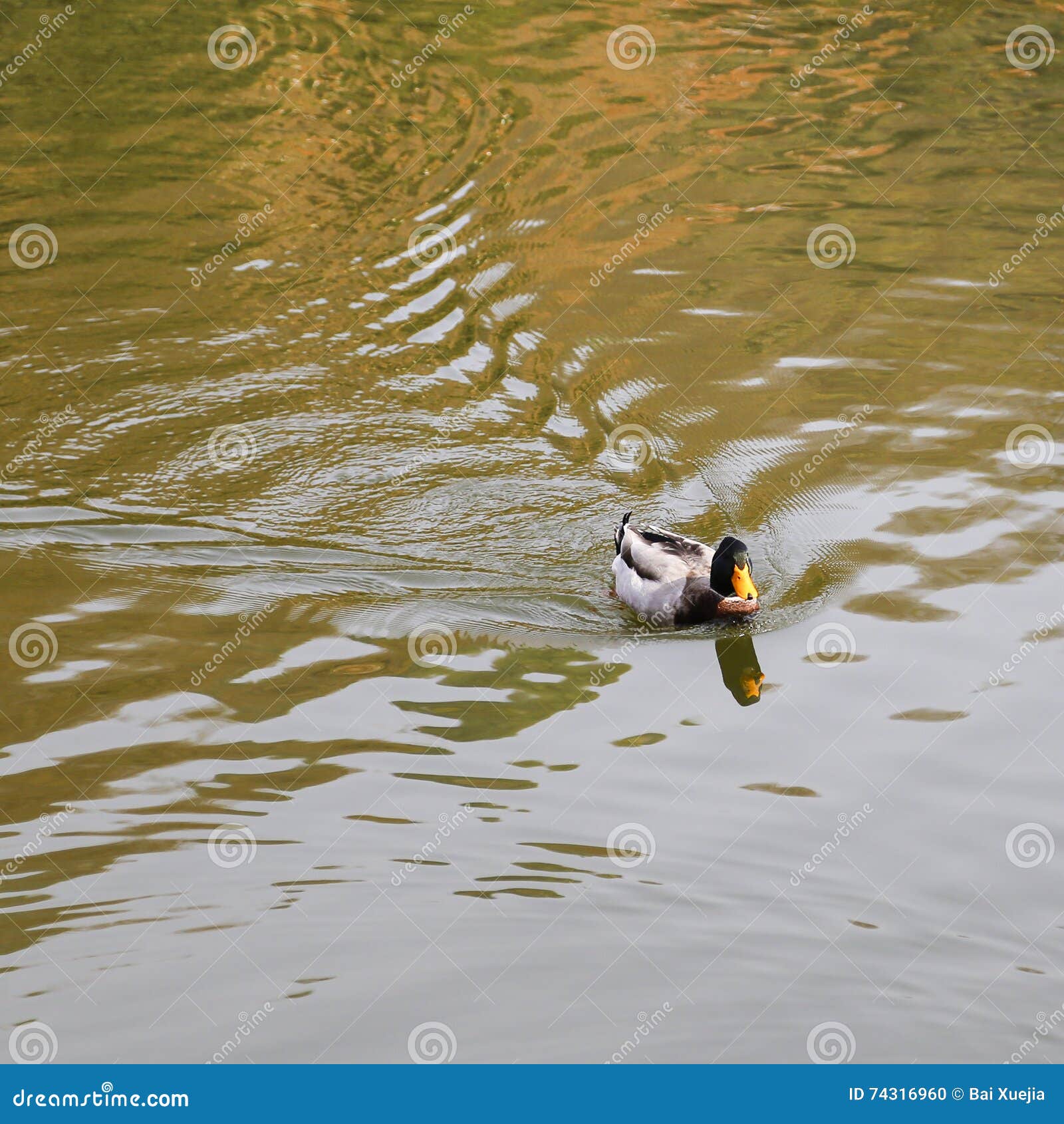 Enten, Die Im See Schwimmen Stockfoto - Bild von vogel, schnabel: 74316960