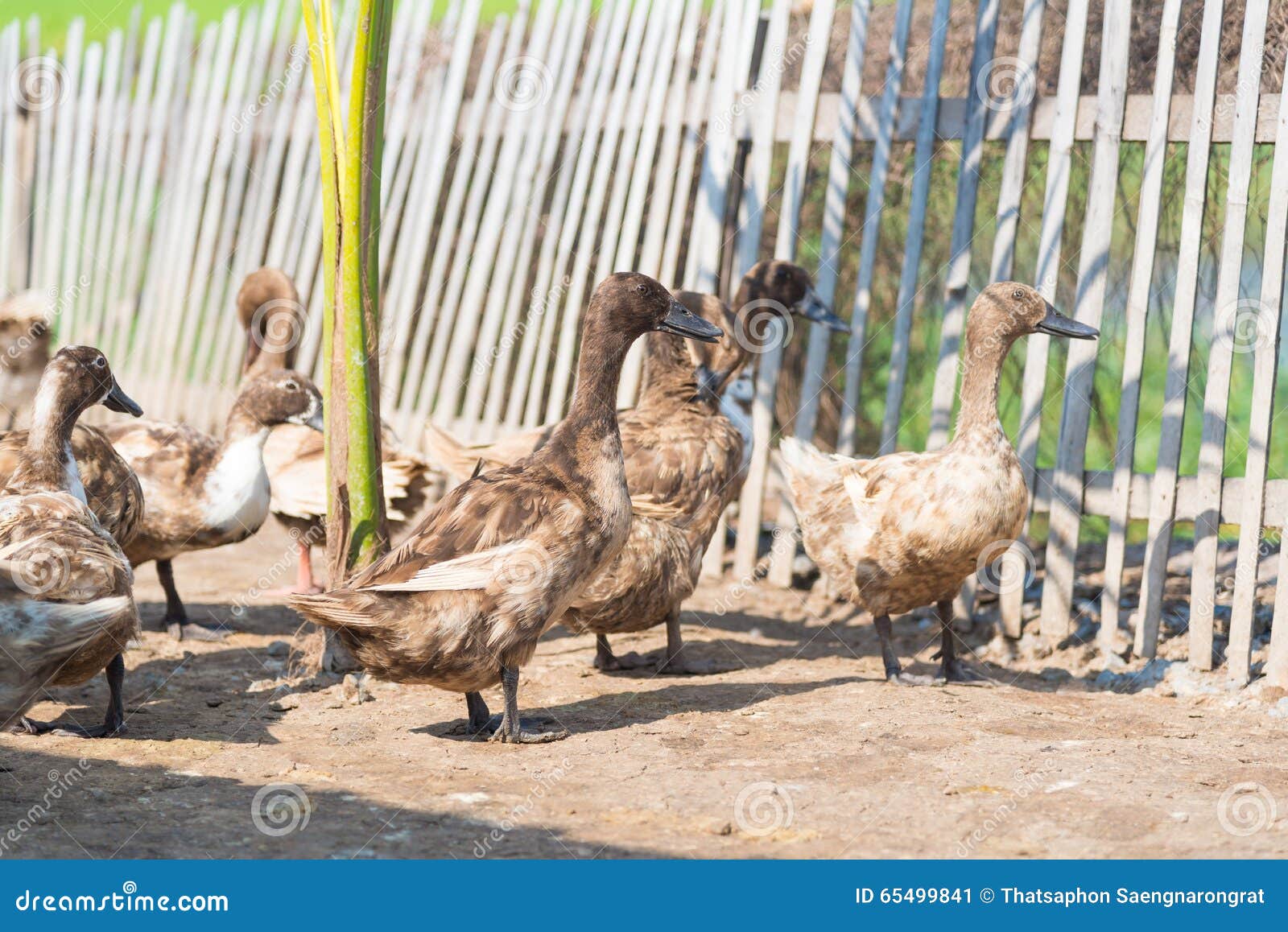 Enten im Bauernhof, stockbild. Bild von haustier, teamwork - 65499841