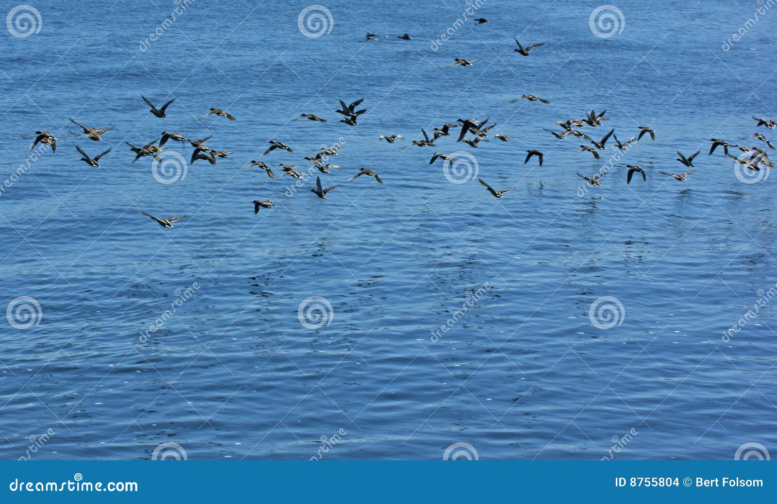 Enten im Flug stockfoto. Bild von fliehen, dunkel, luft - 8755804