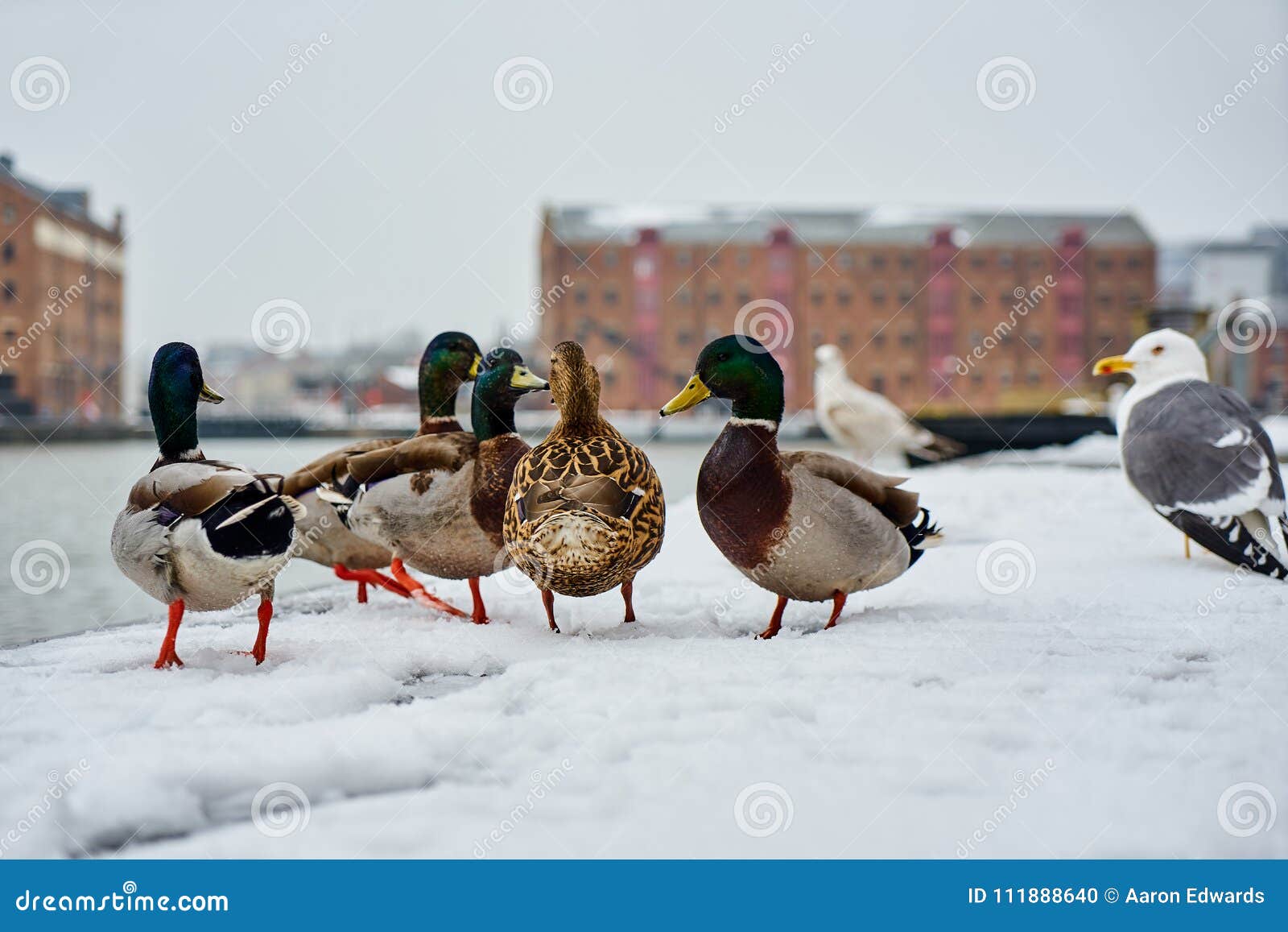 Enten im Schnee stockfoto. Bild von spielen, enten, alpha - 111888640