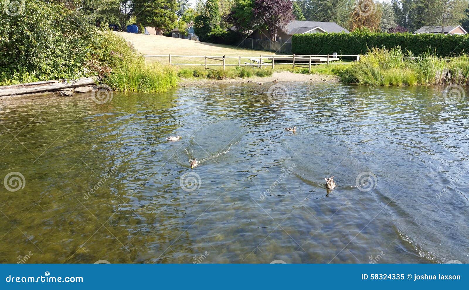 Enten im See stockbild. Bild von geflügel, stevens, wildnis - 58324335