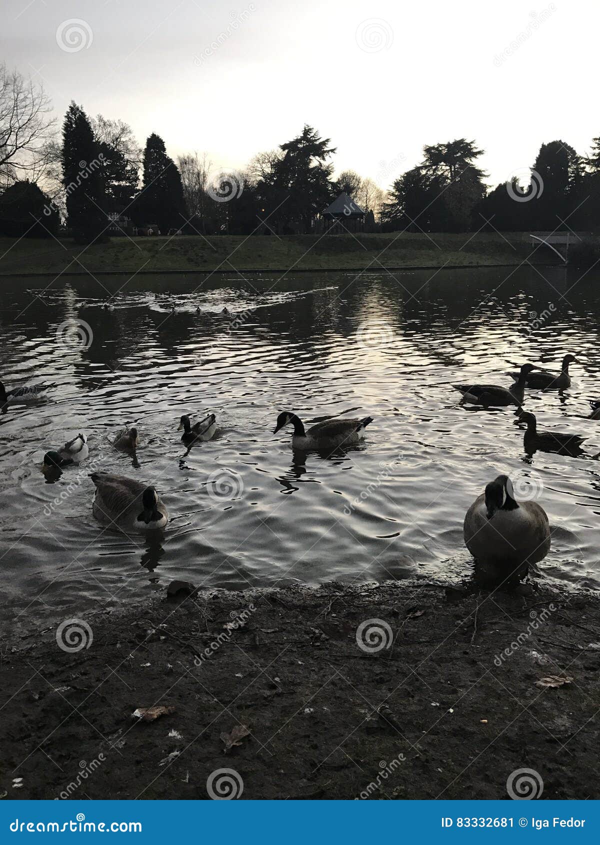 Enten im See stockbild. Bild von enten, dunkel, schwimmen - 83332681