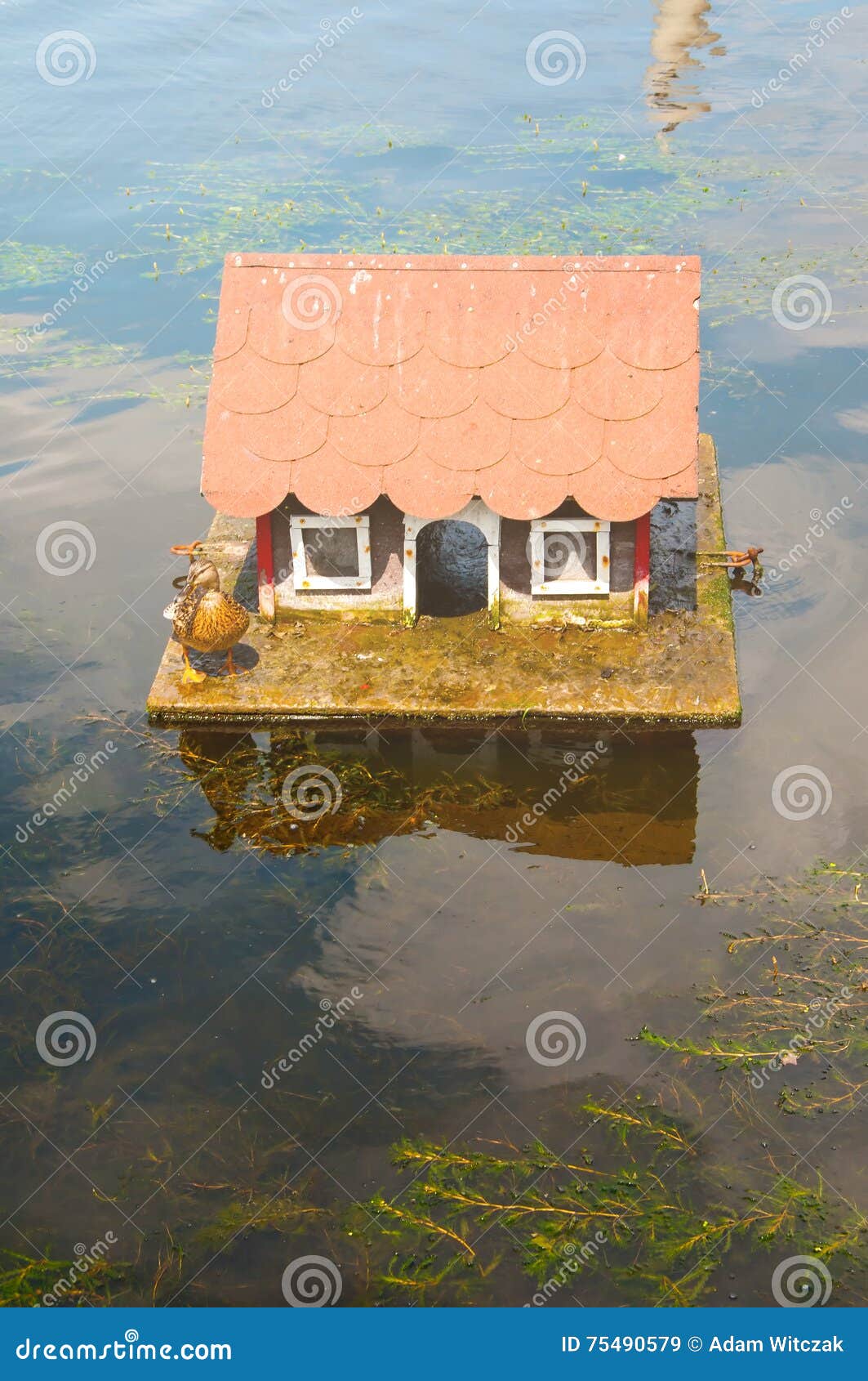 Enten Im Wasser Und Im Haus Stockbild - Bild von tier, geflügel: 75490579