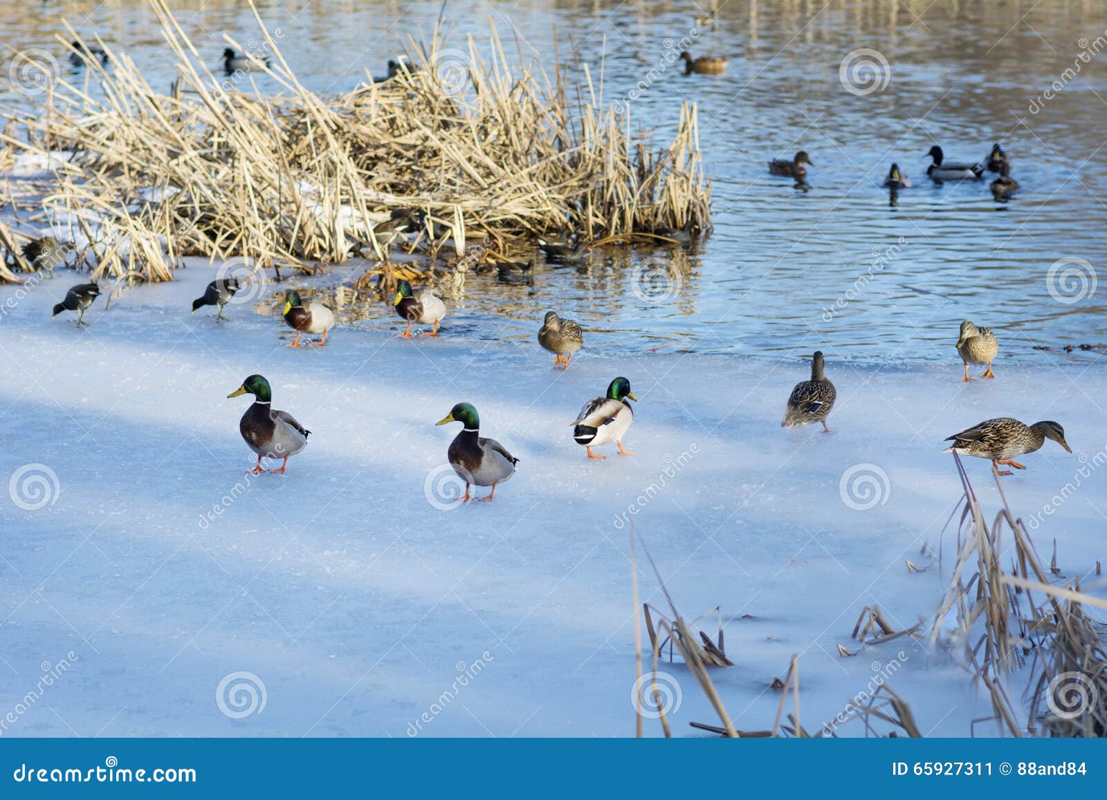 Enten Im Winter Gefrorenen See Stockbild - Bild von familie, enten ...