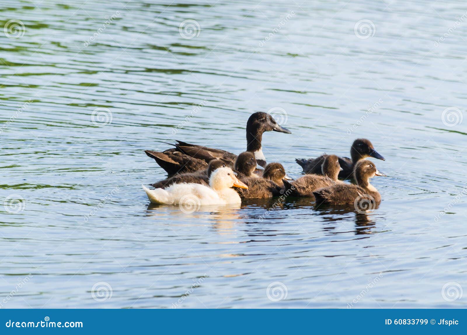 Entenfamilie Im Wasser Stock-Fotos - Laden Sie 67 Royalty-Free Fotos ...