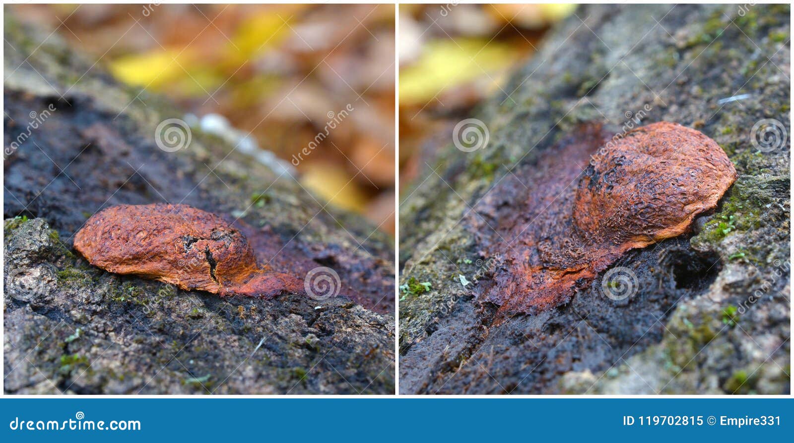 Enteridium Splendens Fungus Stock Image - Image of reticularia ...