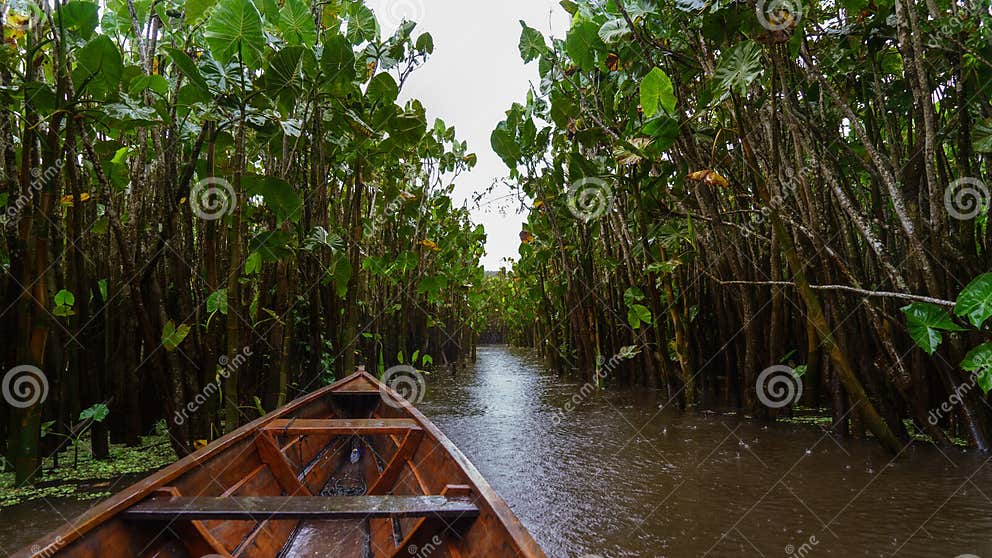 Amazon Rainforests Water Path Stock Image - Image of nature, forests ...