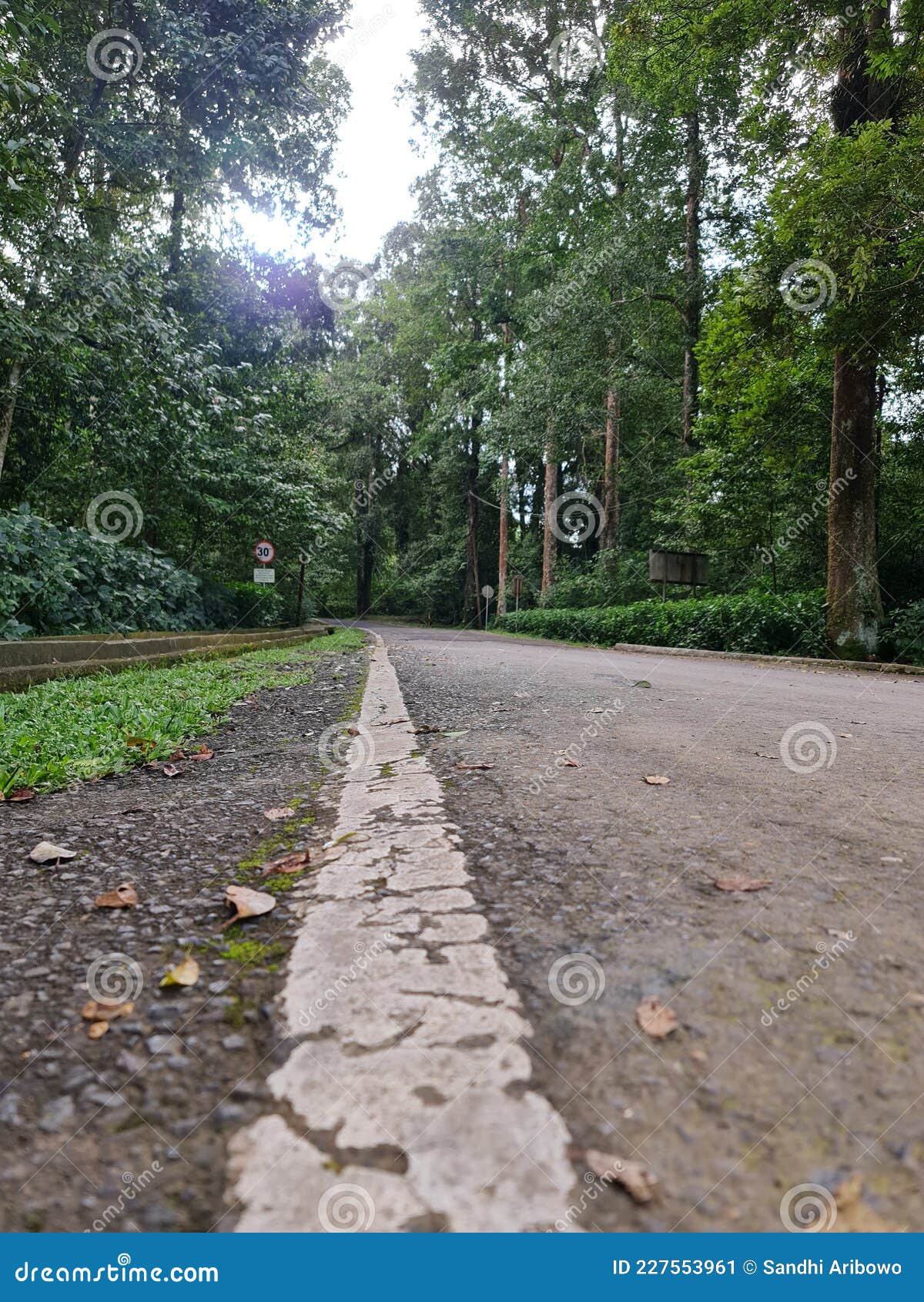 Entering the clean jungle stock image. Image of leaf - 227553961