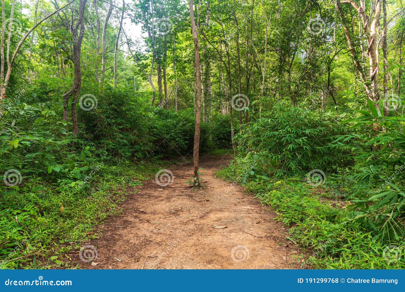 Entering To the Tropical Forest Along the Path To Adventure Stock Photo ...