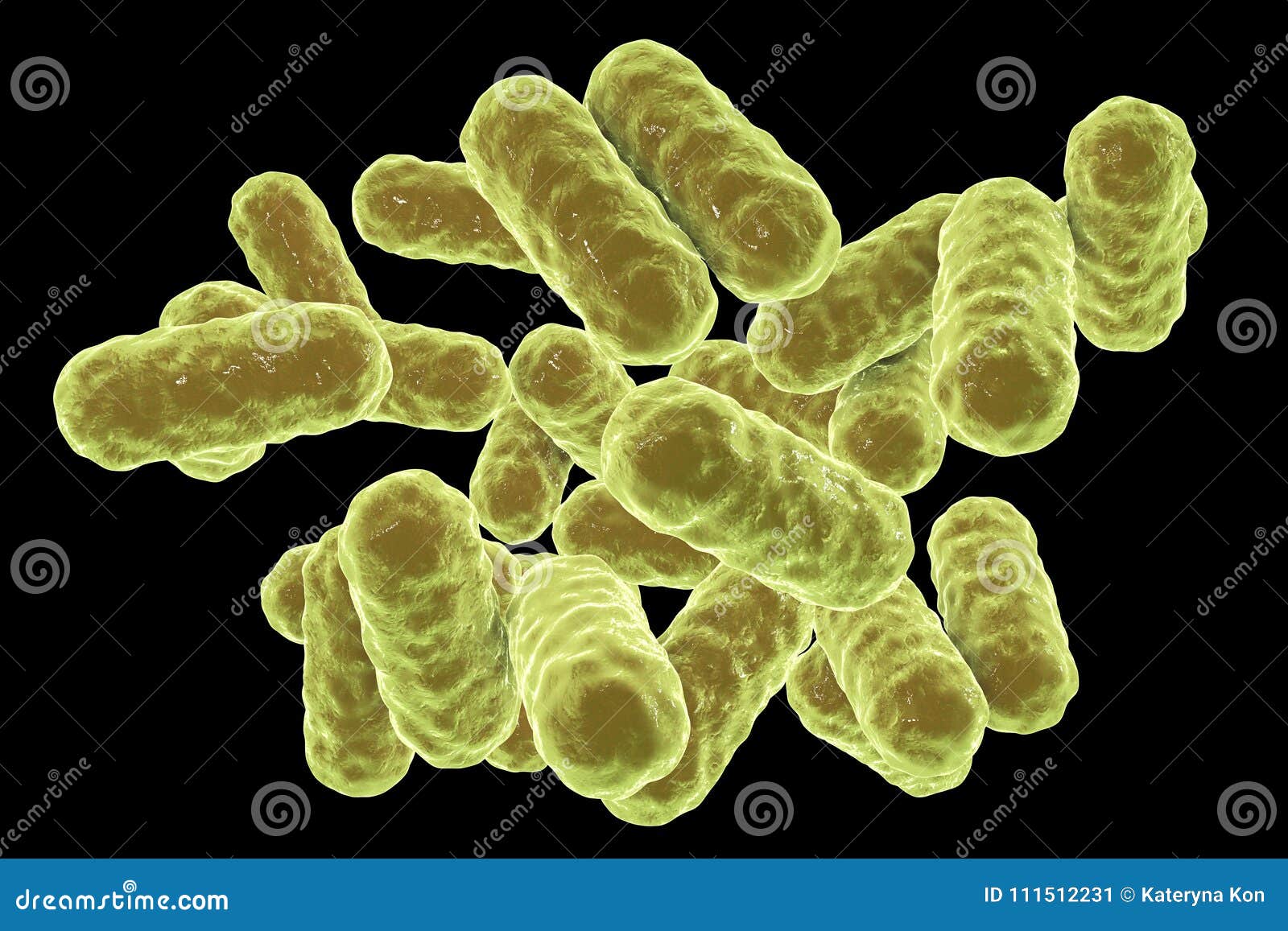 Enterobacter Bacteria, Gram-negative Rod-shaped Bacteria Stock ...