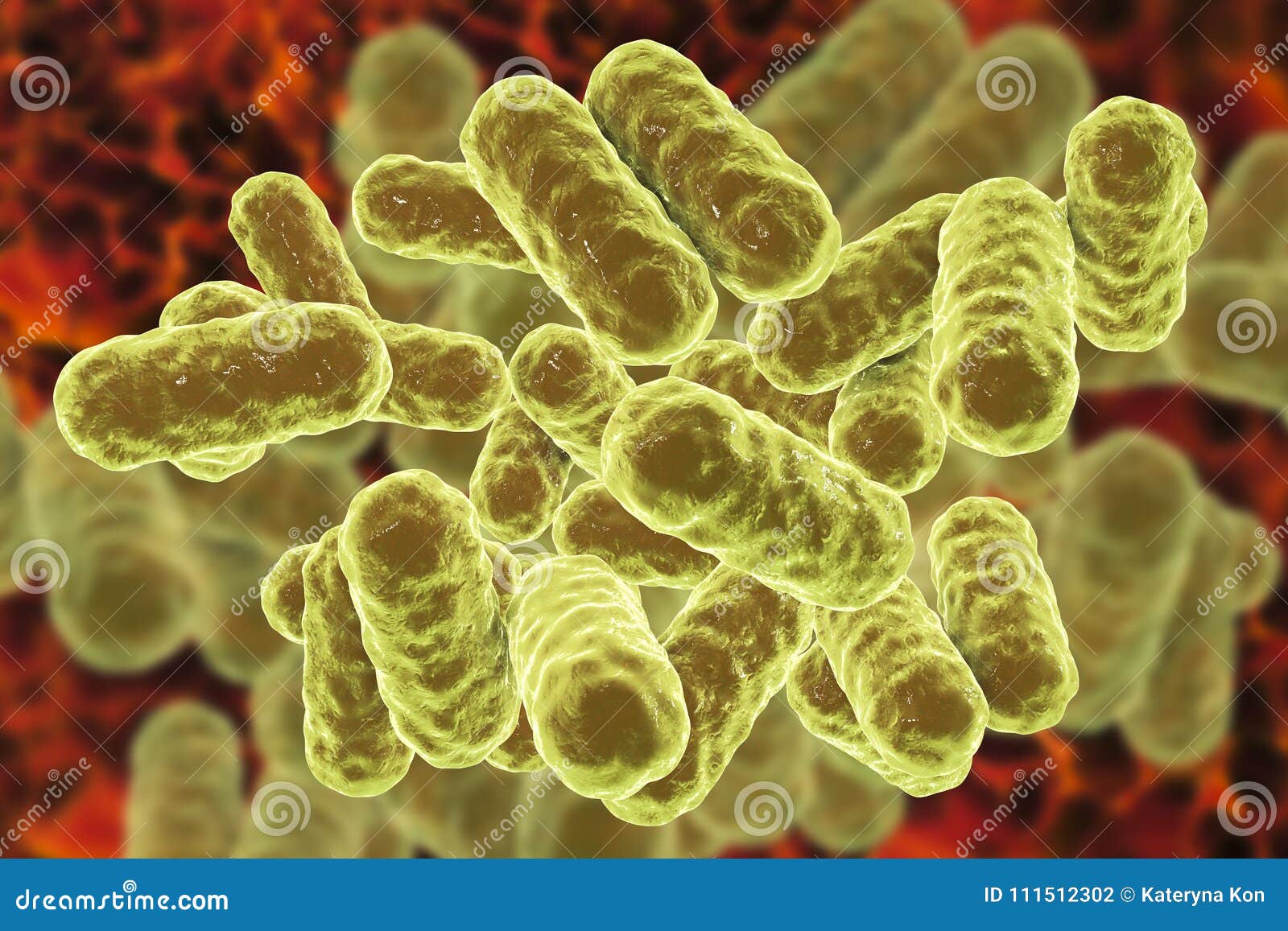 Enterobacteria Bacterias, Bacterias Barra-formadas Gramnegativas Stock ...