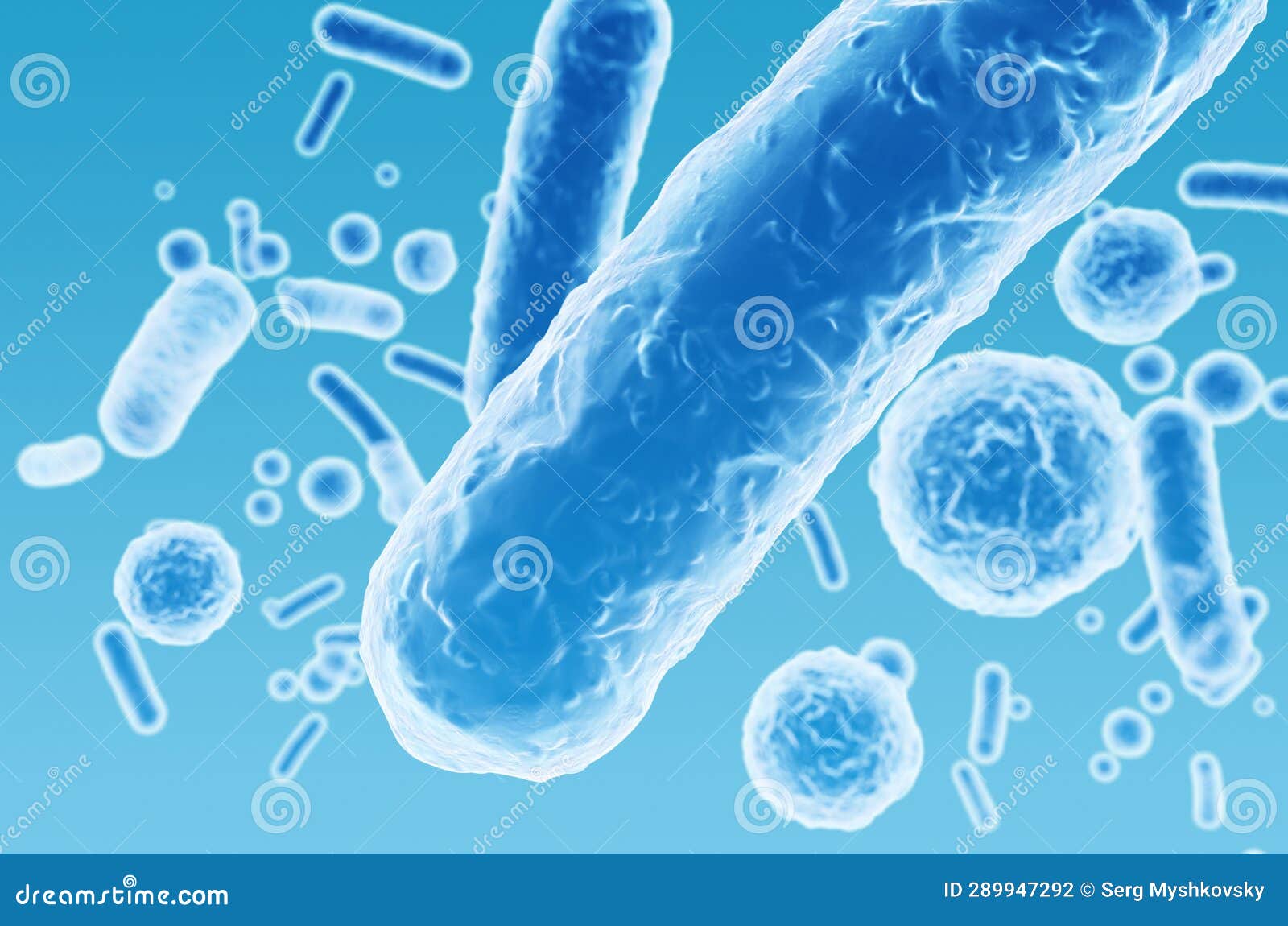 Enterobacteriaceae, Gram-negative Rod-shaped Bacteria Stock ...
