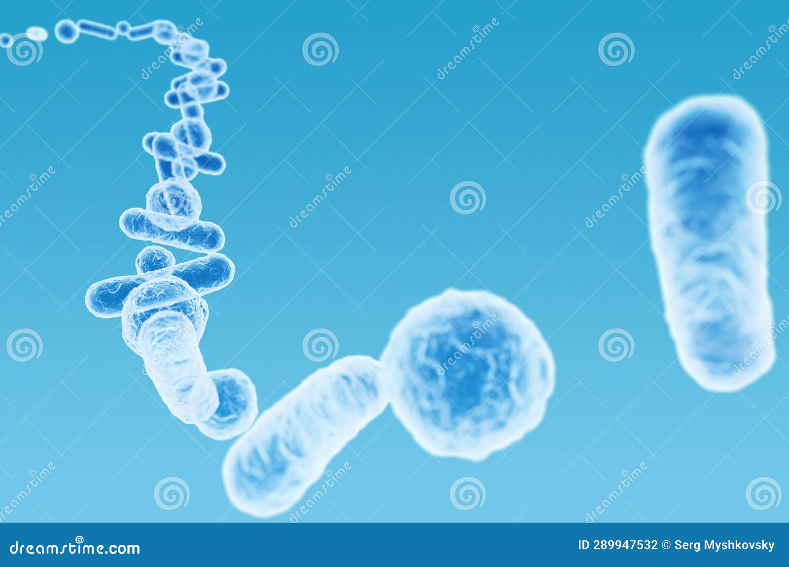 Enterobacteriaceae, Gram-negative Rod-shaped Bacteria Stock Image ...