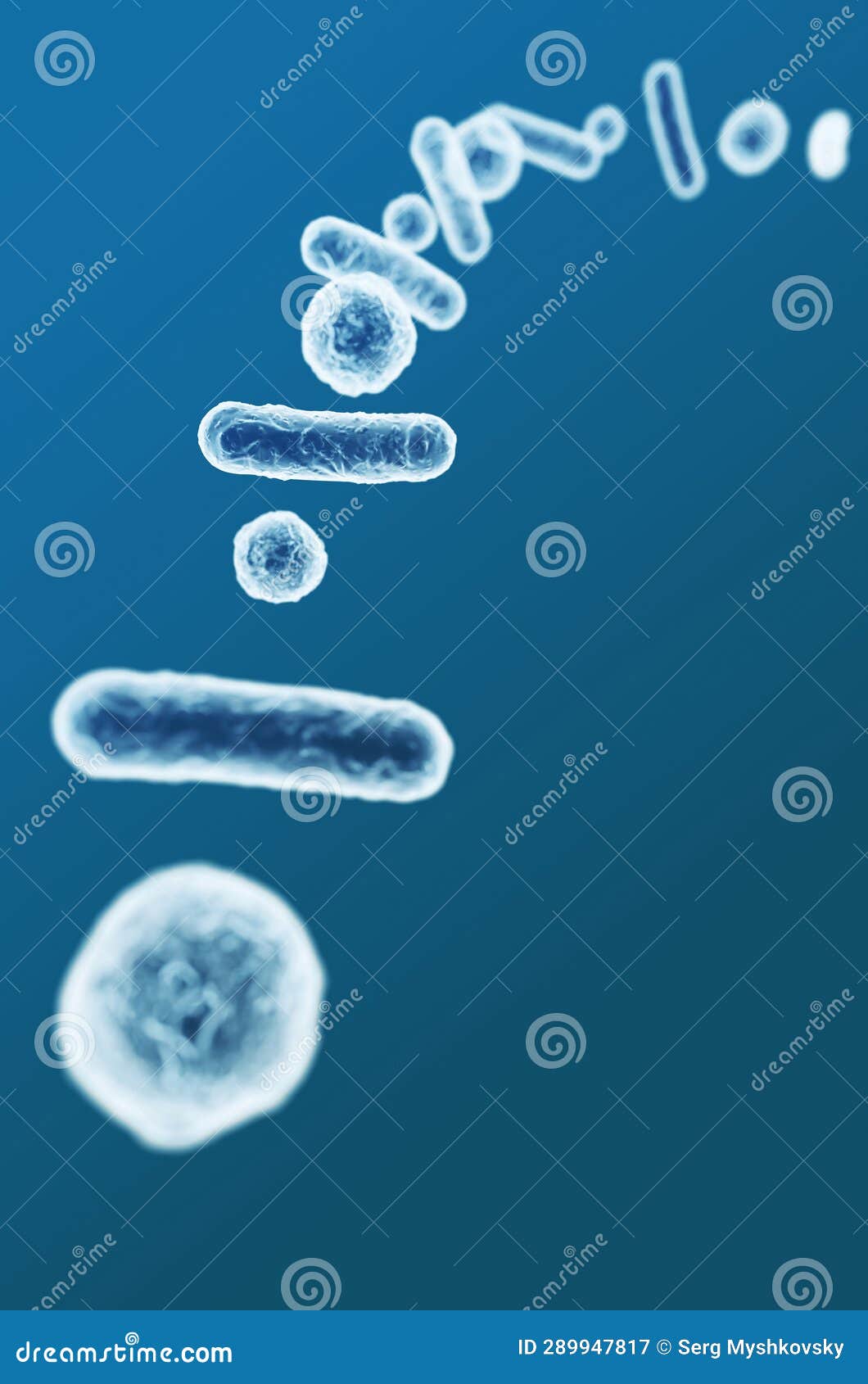 Enterobacteriaceae, Gram-negative Rod-shaped Bacteria Stock ...