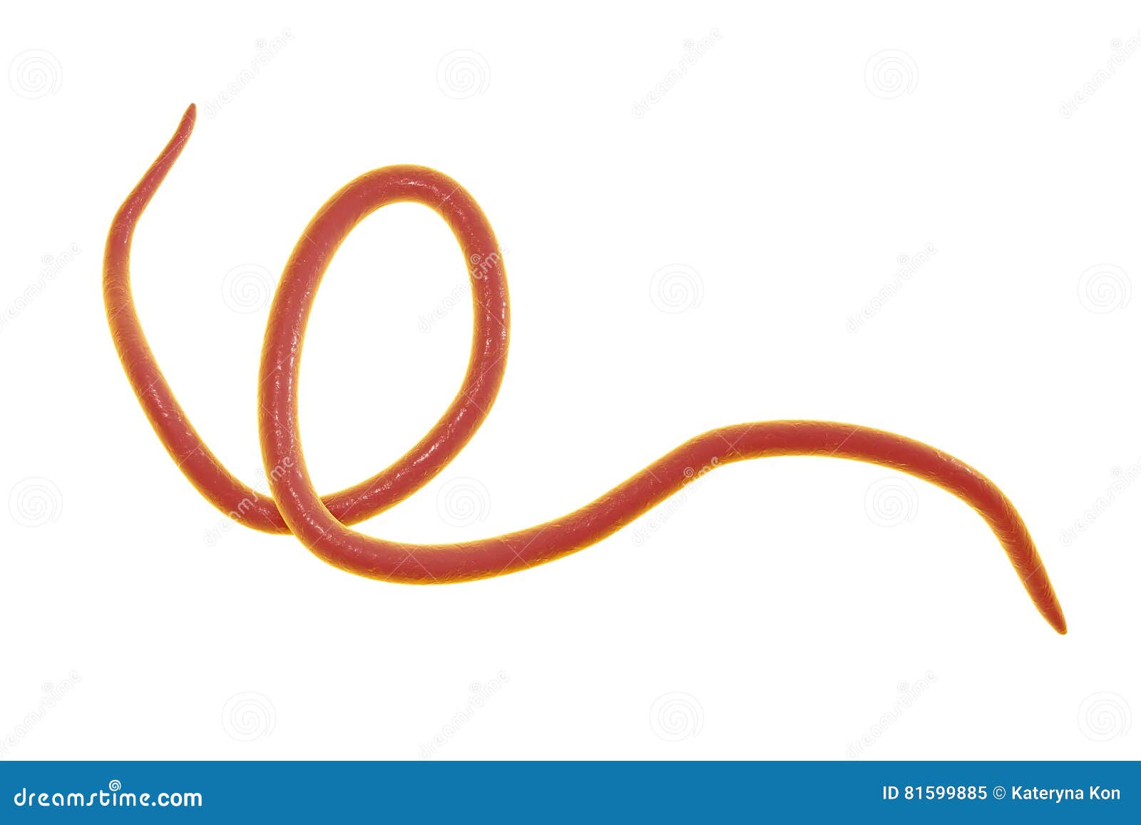 Enterobius De Los Nematodos De Los Helmintos Stock de ilustración ...