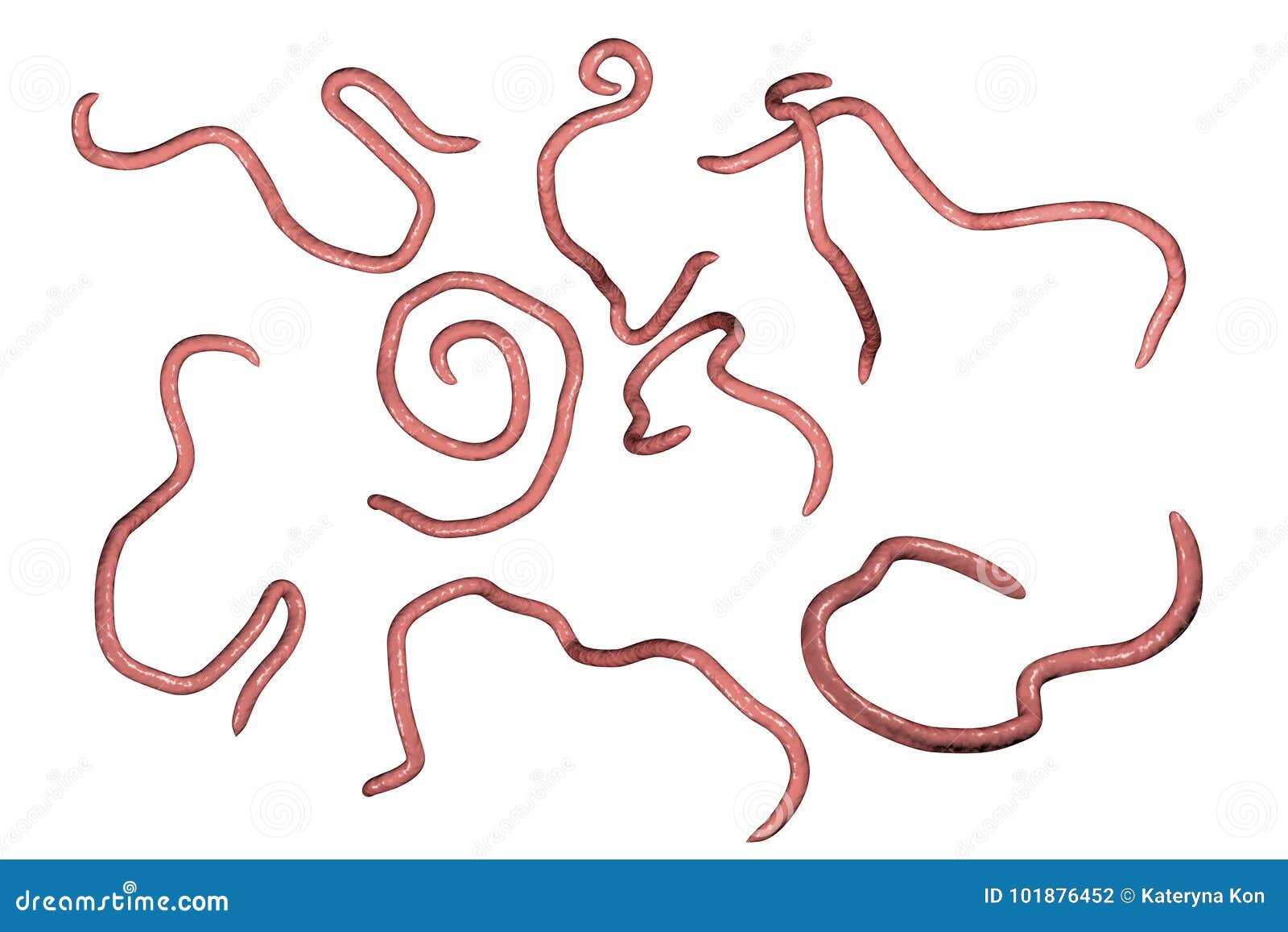 Enterobius De Los Nematodos De Los Helmintos Stock de ilustración ...
