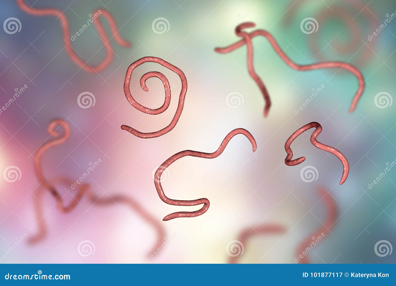 Enterobius De Los Nematodos De Los Helmintos Stock de ilustración ...