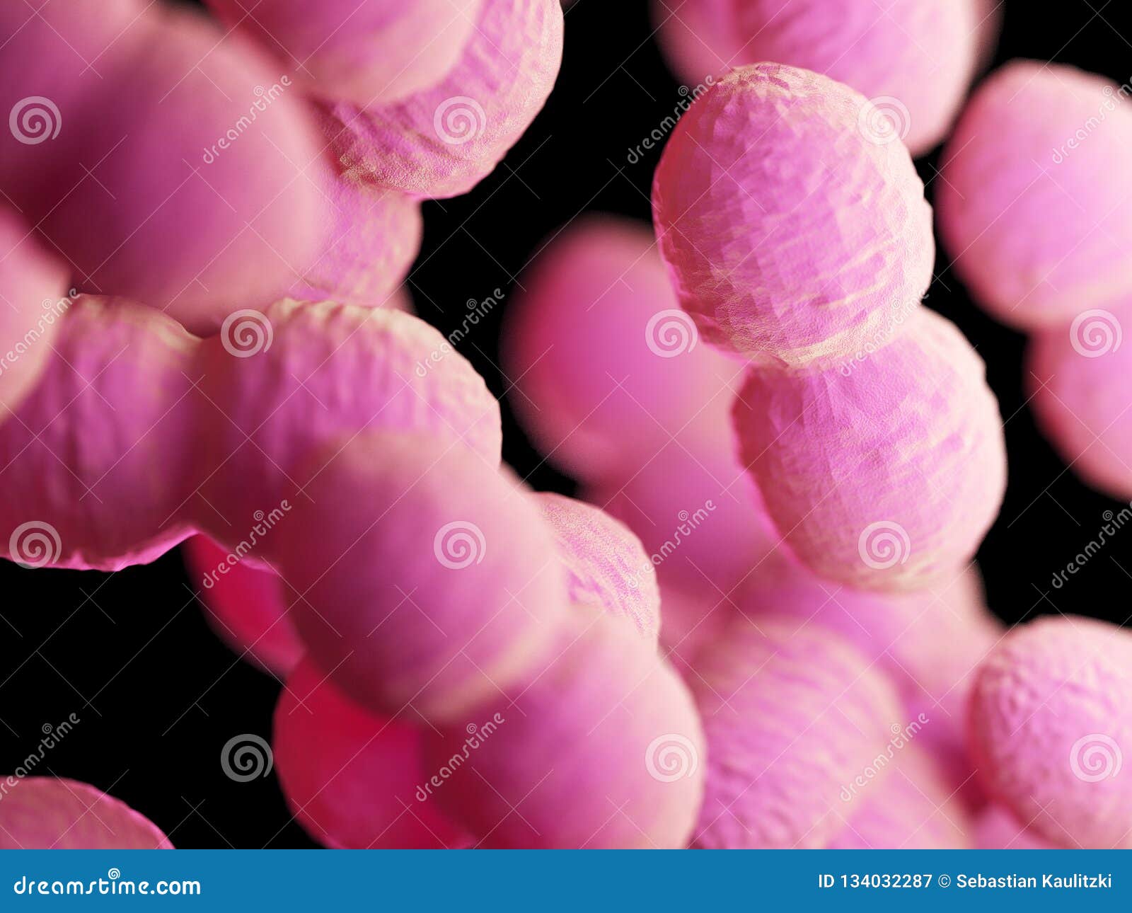 Enterococcus Microscopy Enterococcus Gramstain And Cell