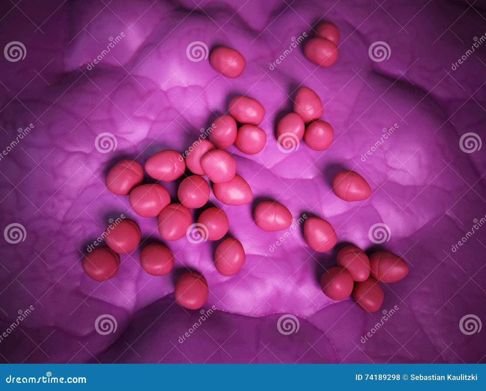 The Enterococcus - Close Up Stock Illustration - Illustration of ...