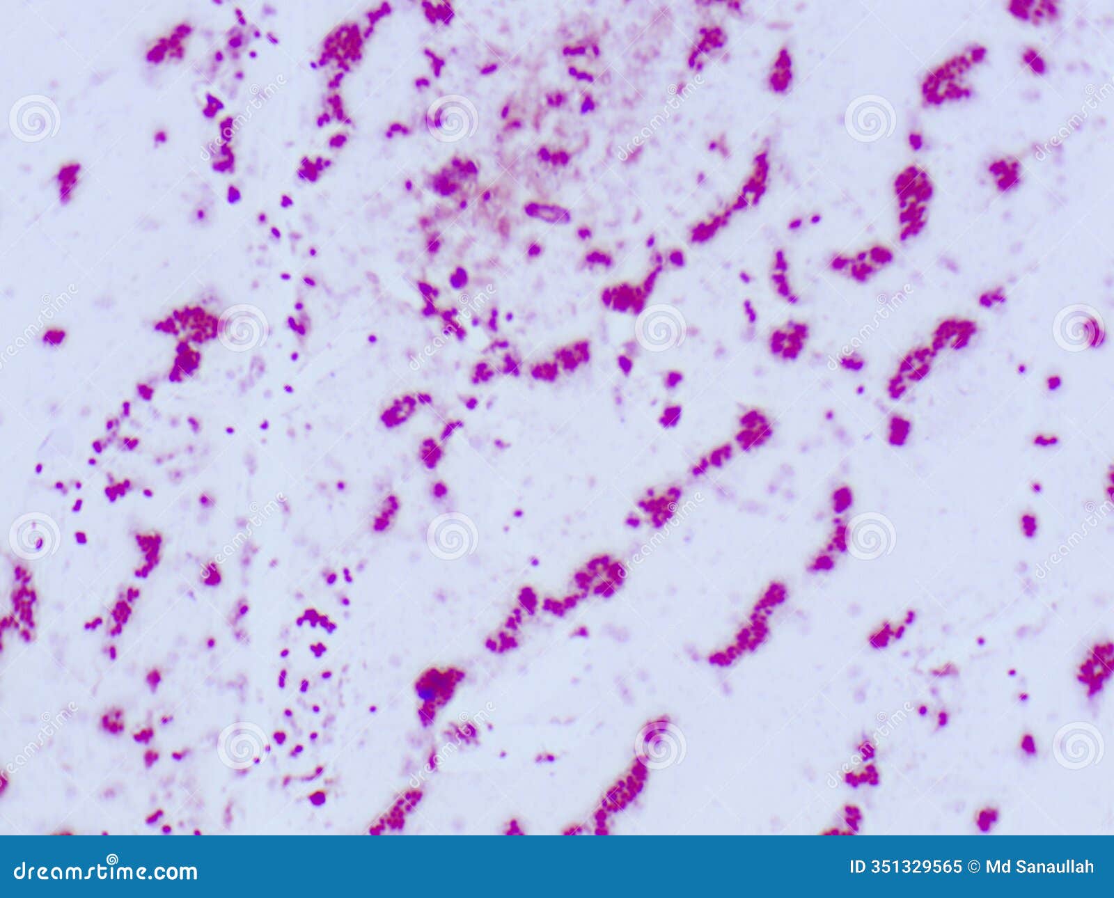 Enterococcus Faecalisi stock image. Image of faecalisi - 351329565
