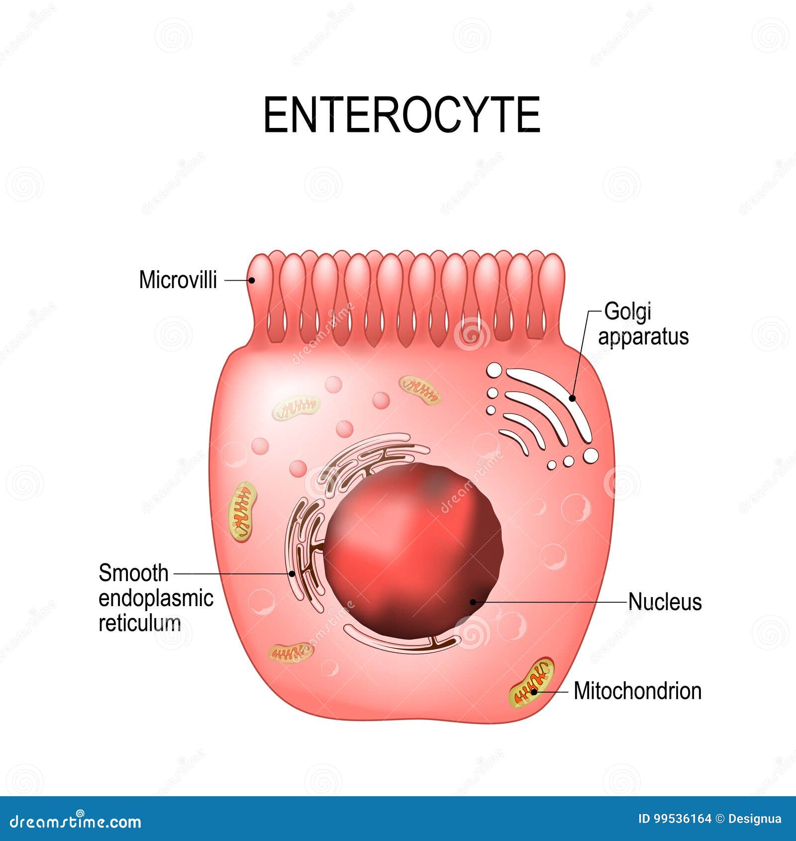 Enterocytes Intestinale Absorbierende Zellen Vektor Abbildung ...