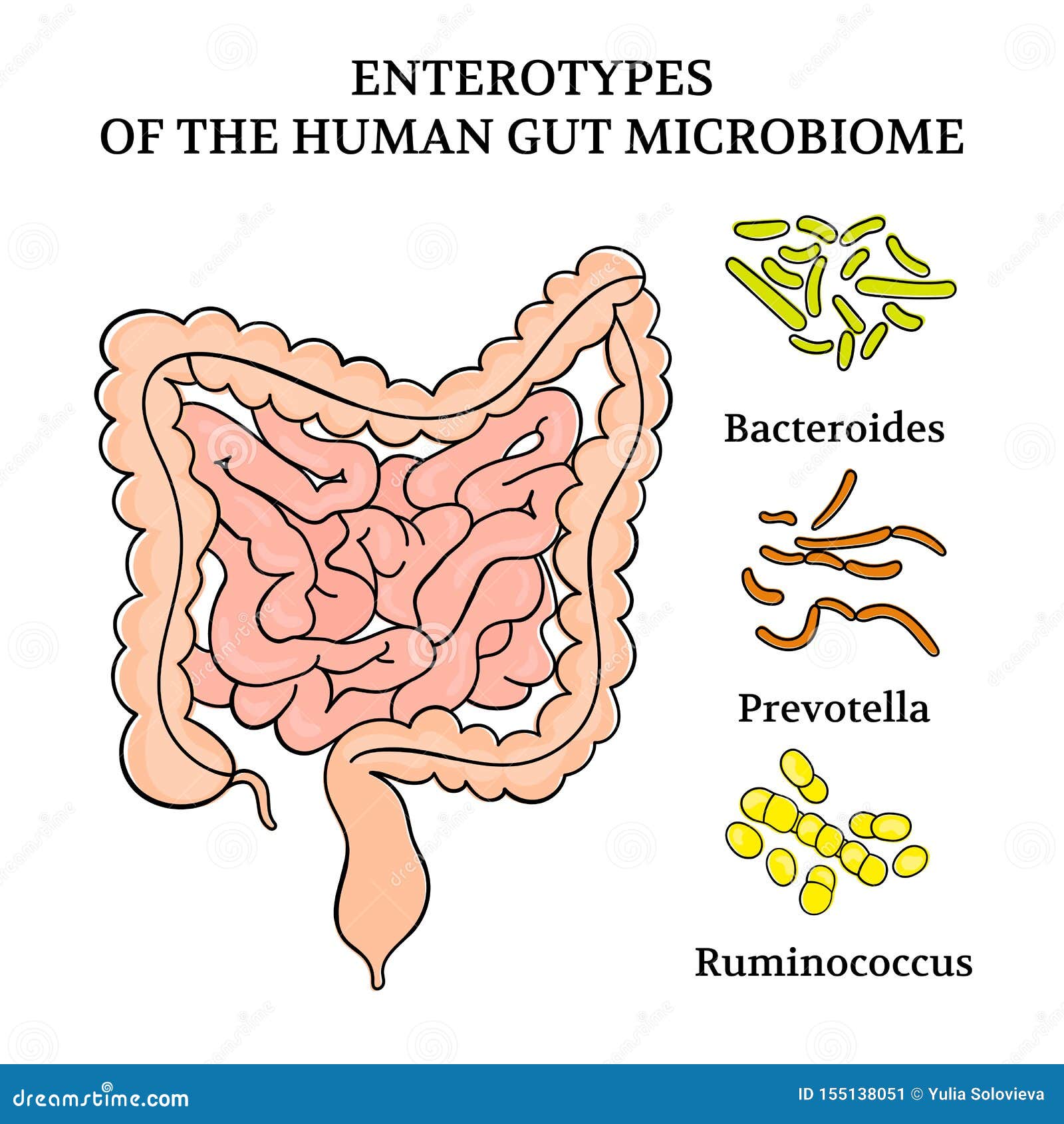 Enterotypes Of The Human Gut Microbiome Medicine Illustration Cartoon