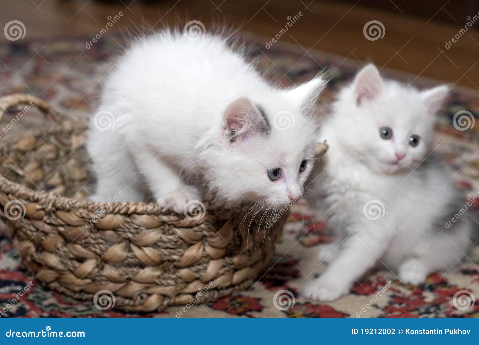 Entertainments of Restless Kittens Stock Photo - Image of eyes ...