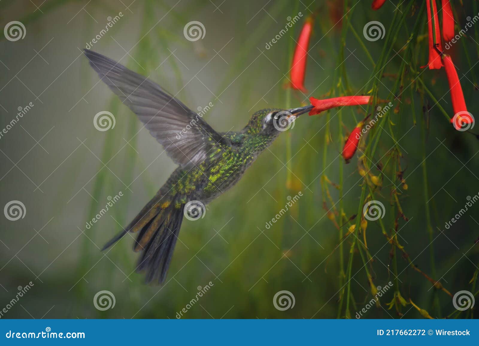 Enthusiastic Bee Hummingbird in Flight, Picking at Firecracker Plant ...