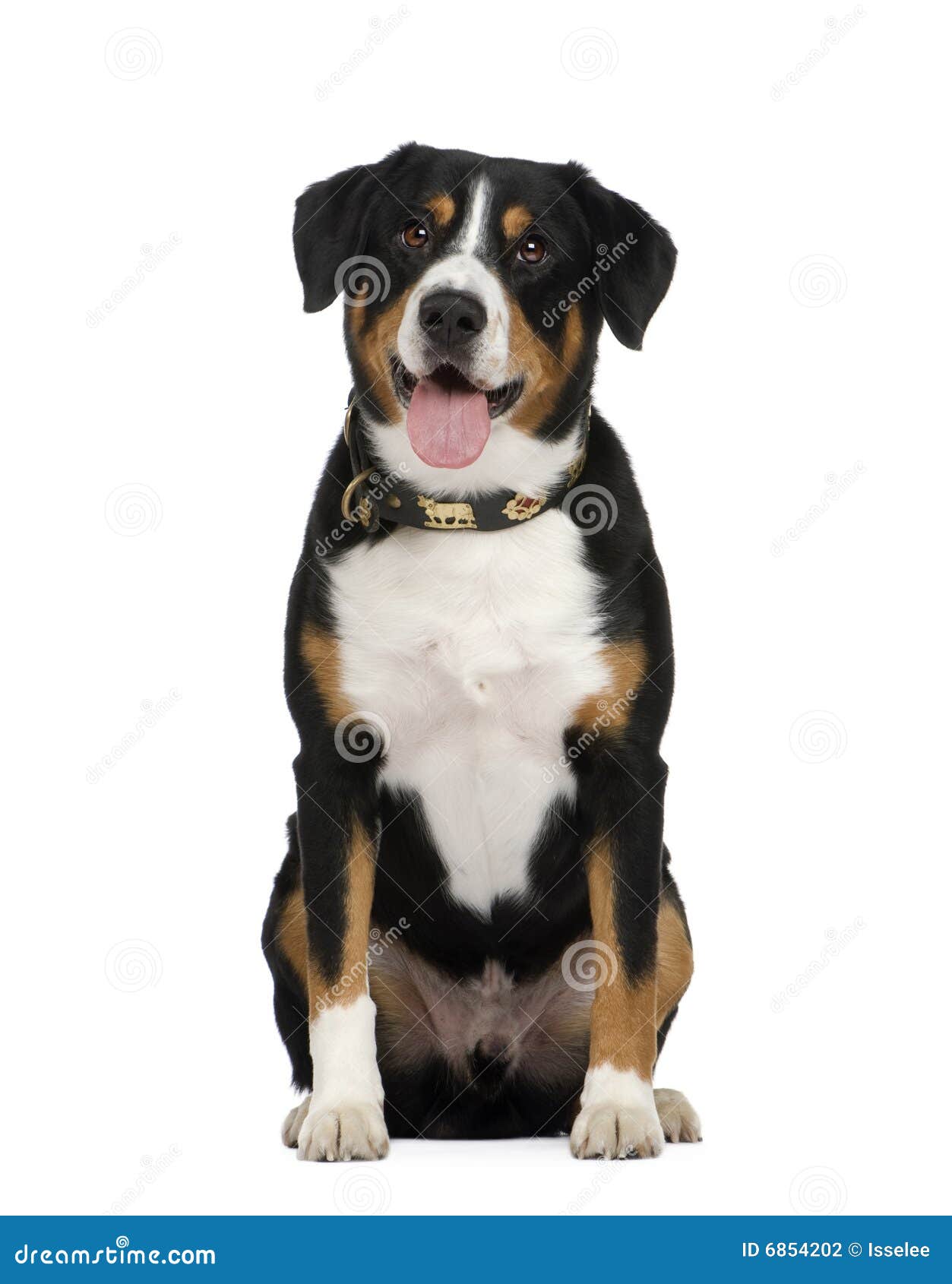 466 Entlebucher Mountain Stock Photos - Free & Royalty-Free Stock ...