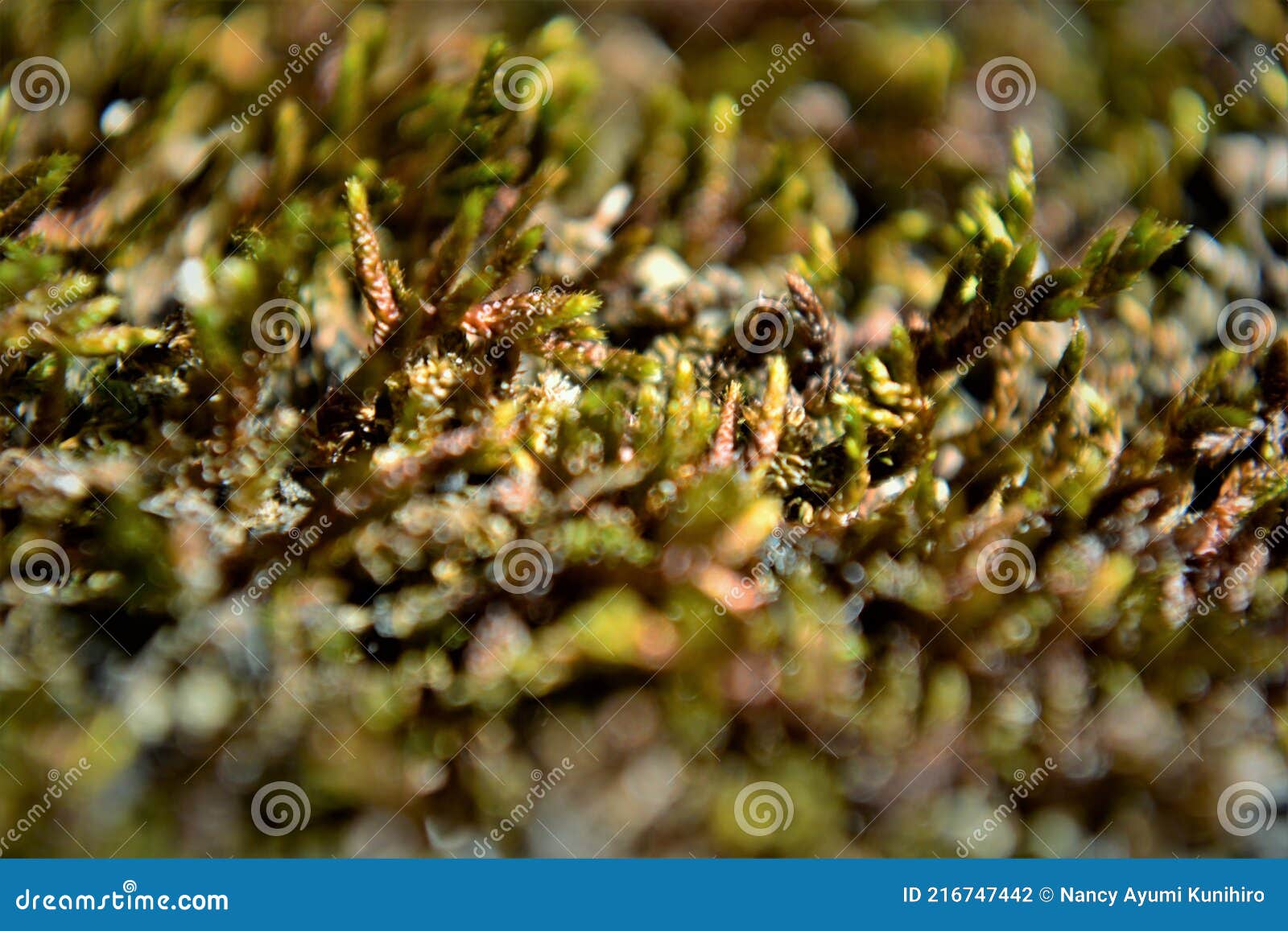 Details of Entodon on the Wall Stock Photo - Image of garden, bush ...