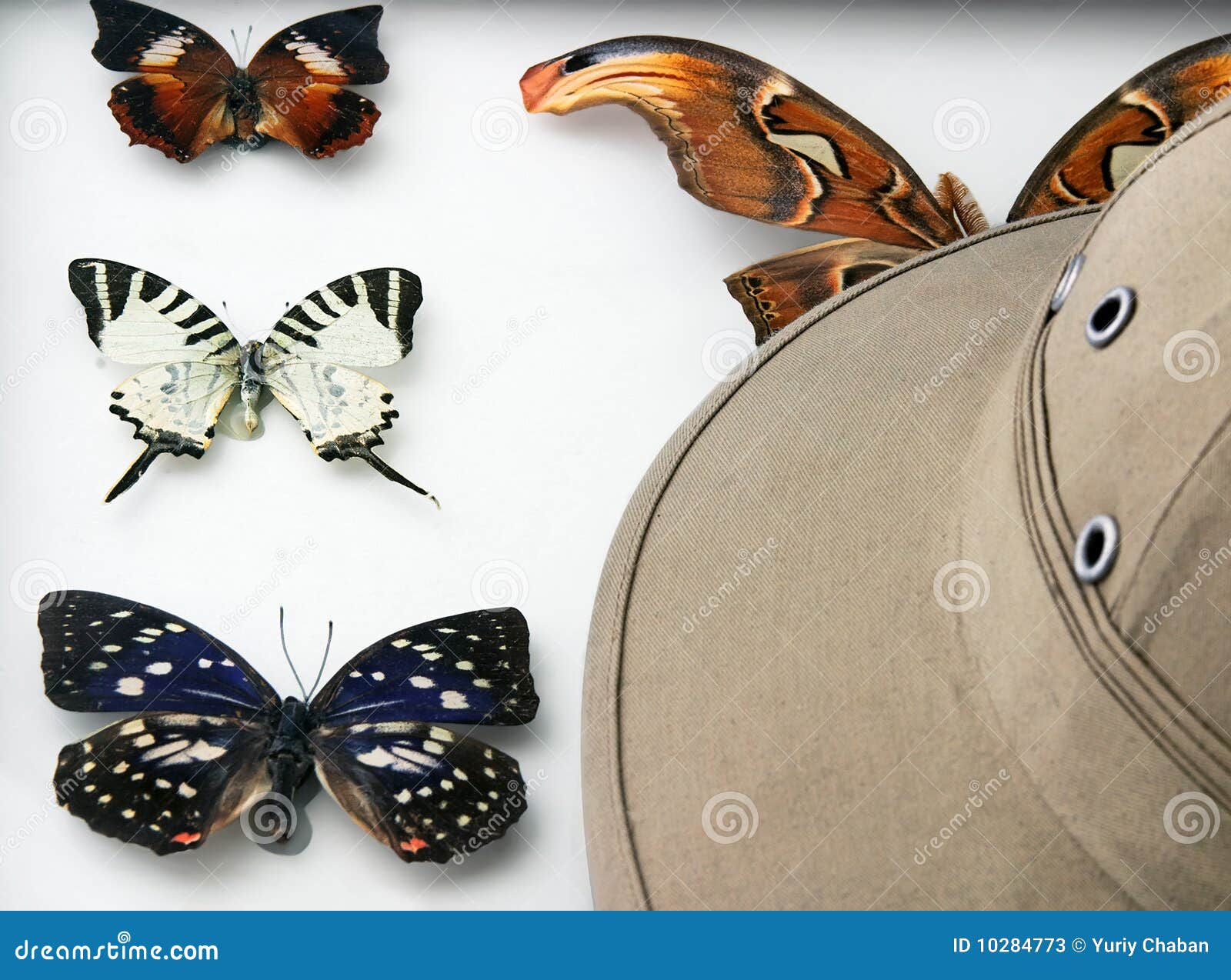 Entomolog set stock image. Image of green, nature, dramatic - 10284773