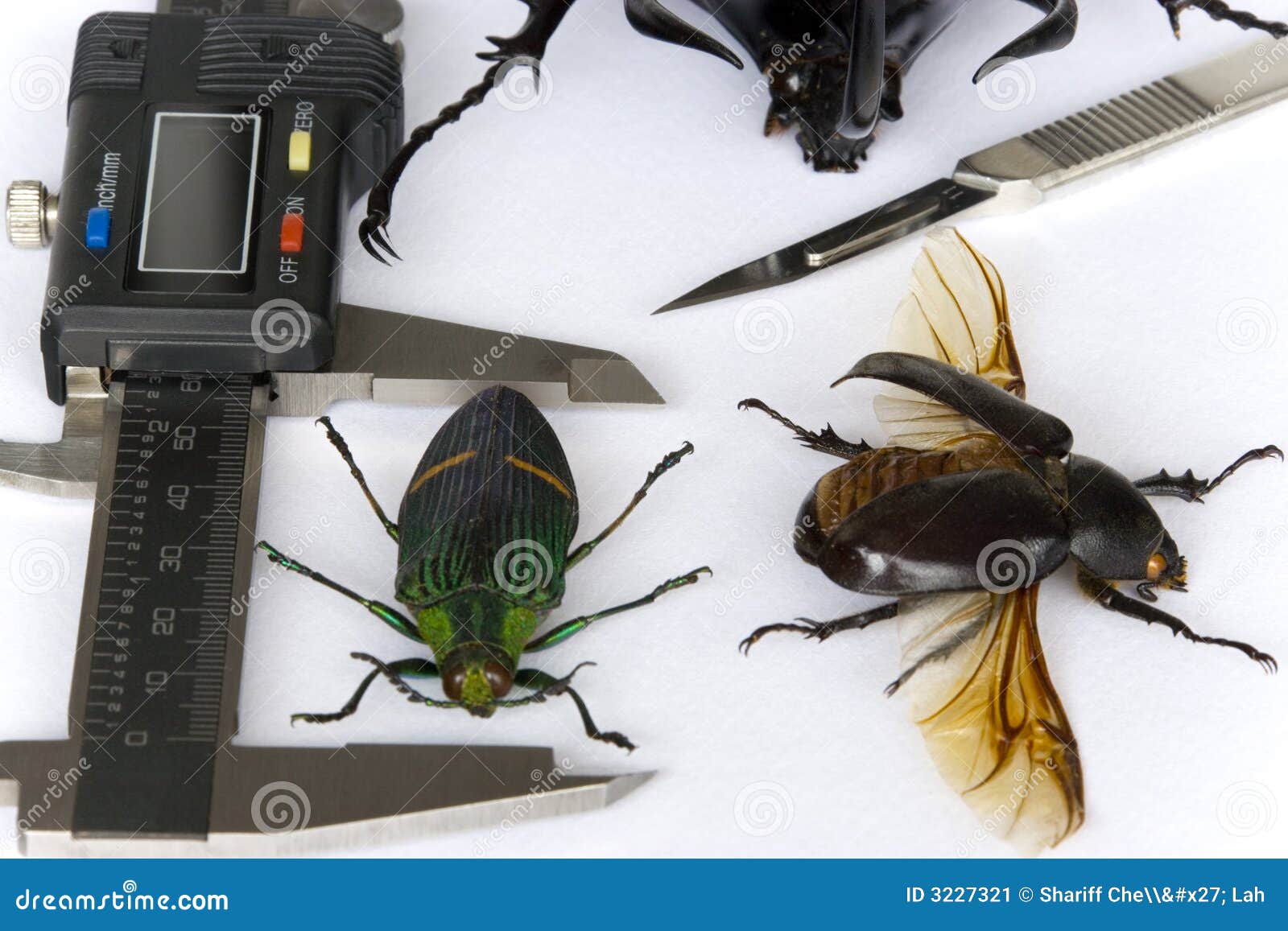 Entomology stock image. Image of nature, insects, butterflies - 3227321