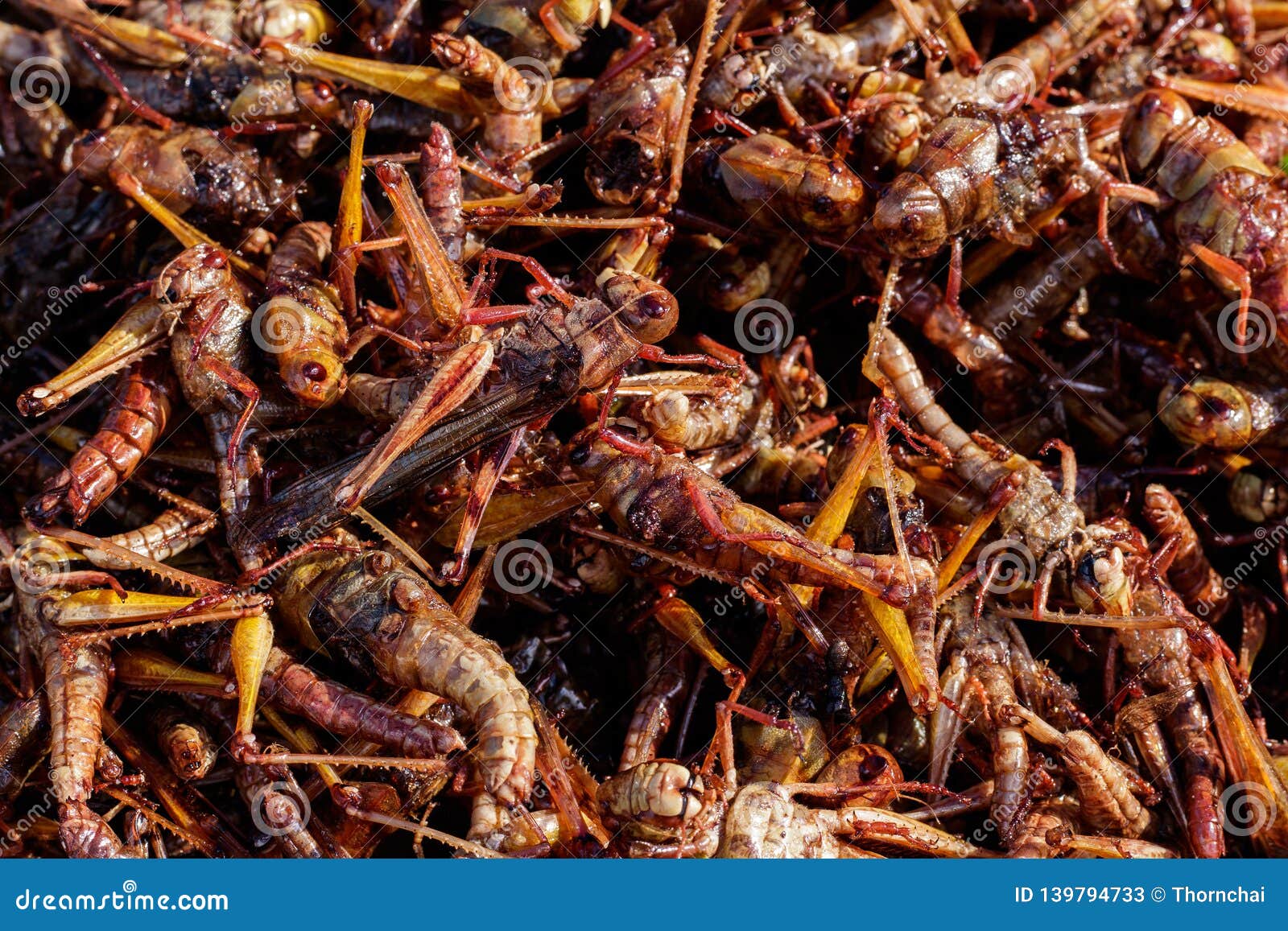 Entomophagy from insect stock image. Image of delicious - 139794733