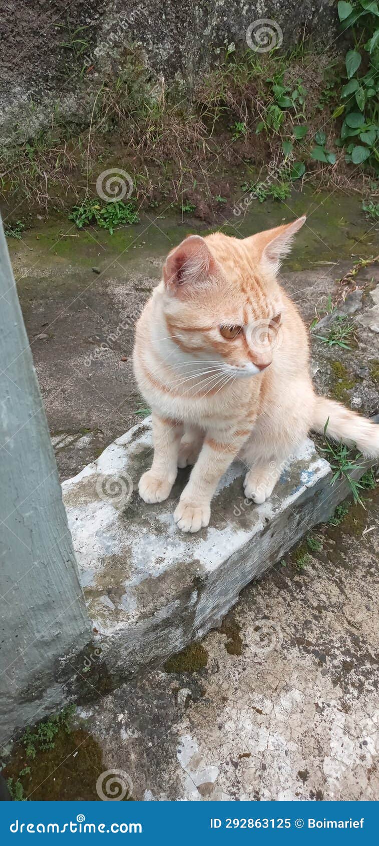 Entong Stock Photos - Free & Royalty-Free Stock Photos from Dreamstime