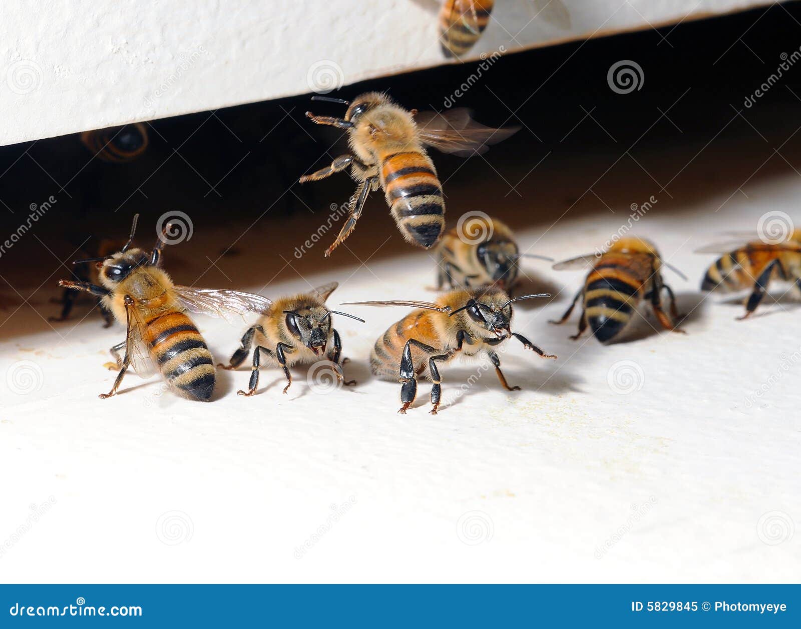 Entrada de la colmena imagen de archivo. Imagen de colmena - 5829845