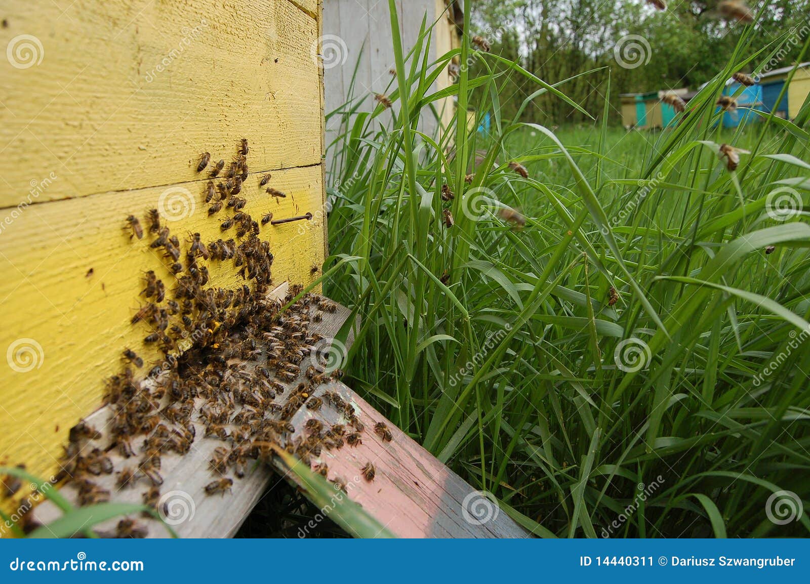 Entrada de una colmena imagen de archivo. Imagen de colmena - 14440311