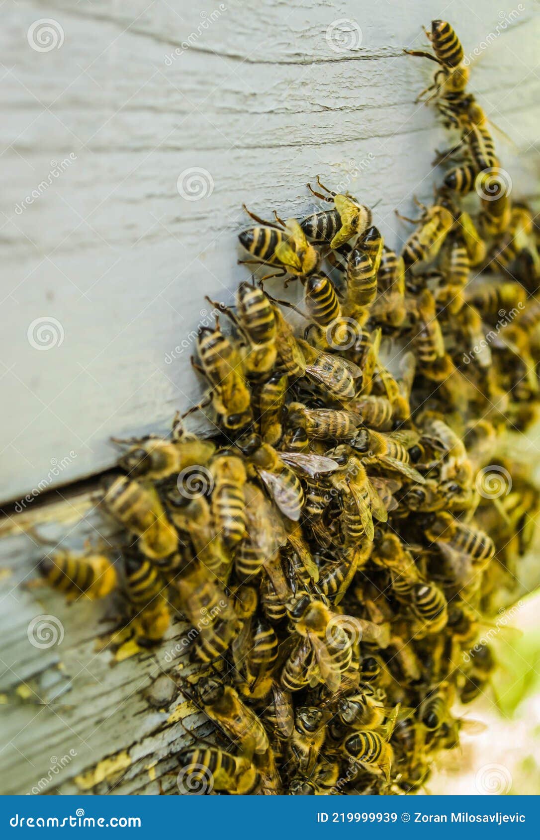 Entrada a la colmena imagen de archivo. Imagen de colorido - 219999939