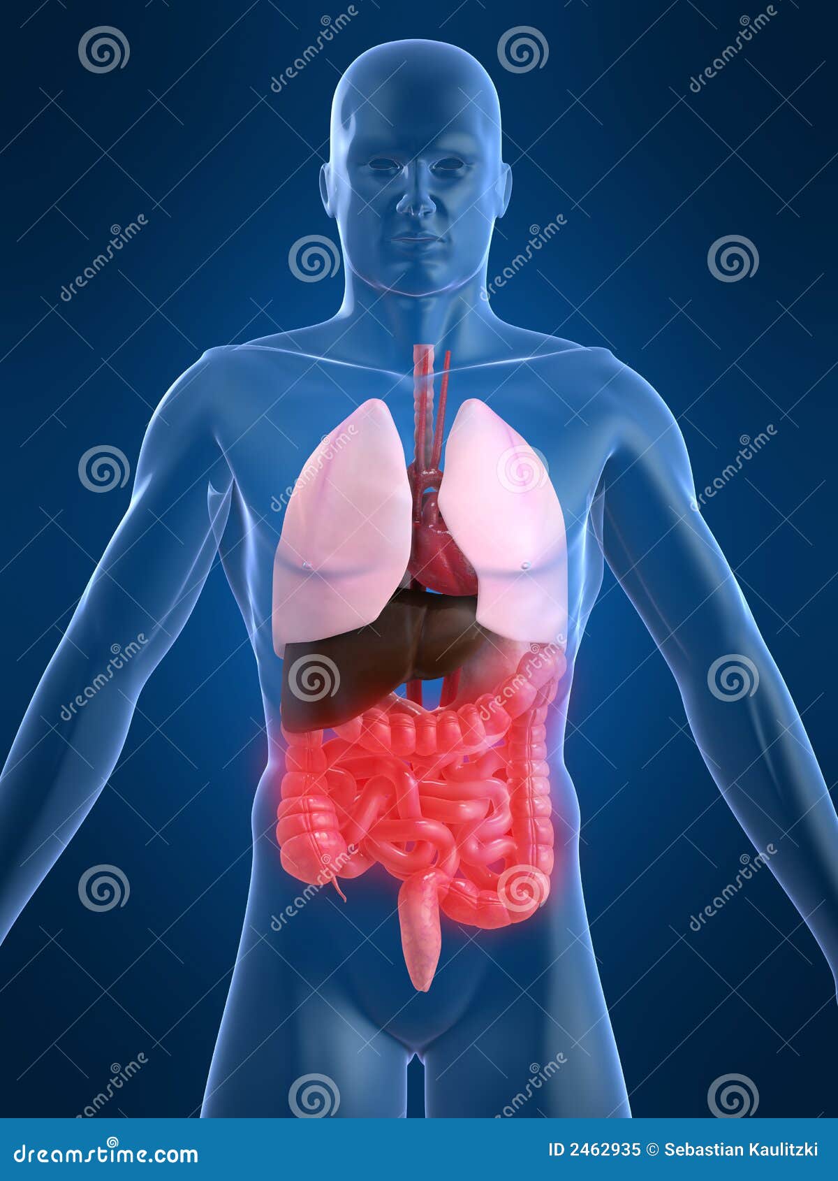 Entrailles douloureuses illustration stock. Illustration of science ...