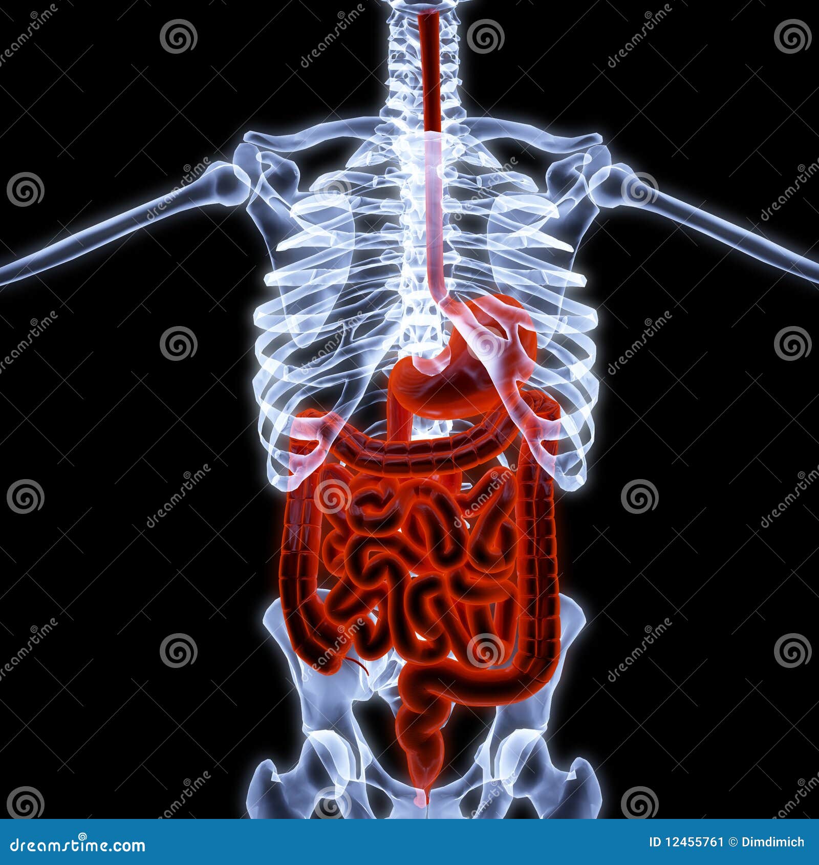 Entrailles humaines illustration stock. Illustration du entrailles ...