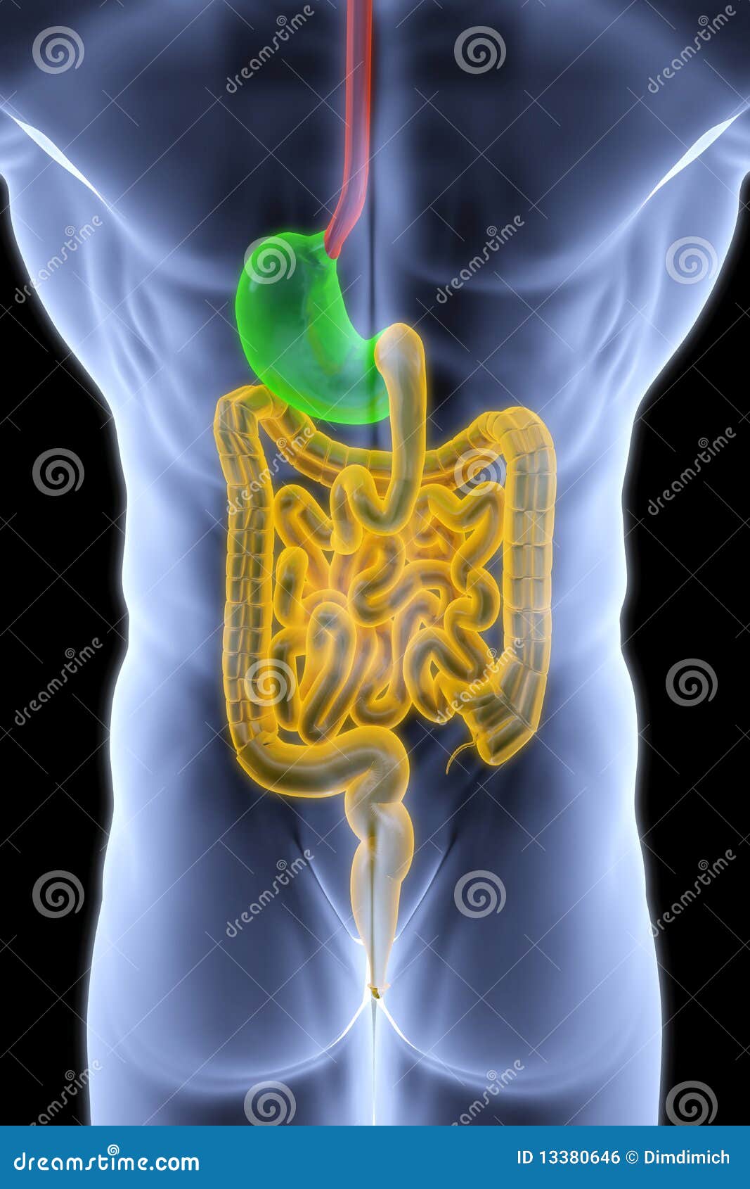 Entrailles humaines illustration stock. Illustration du analyse - 13380646